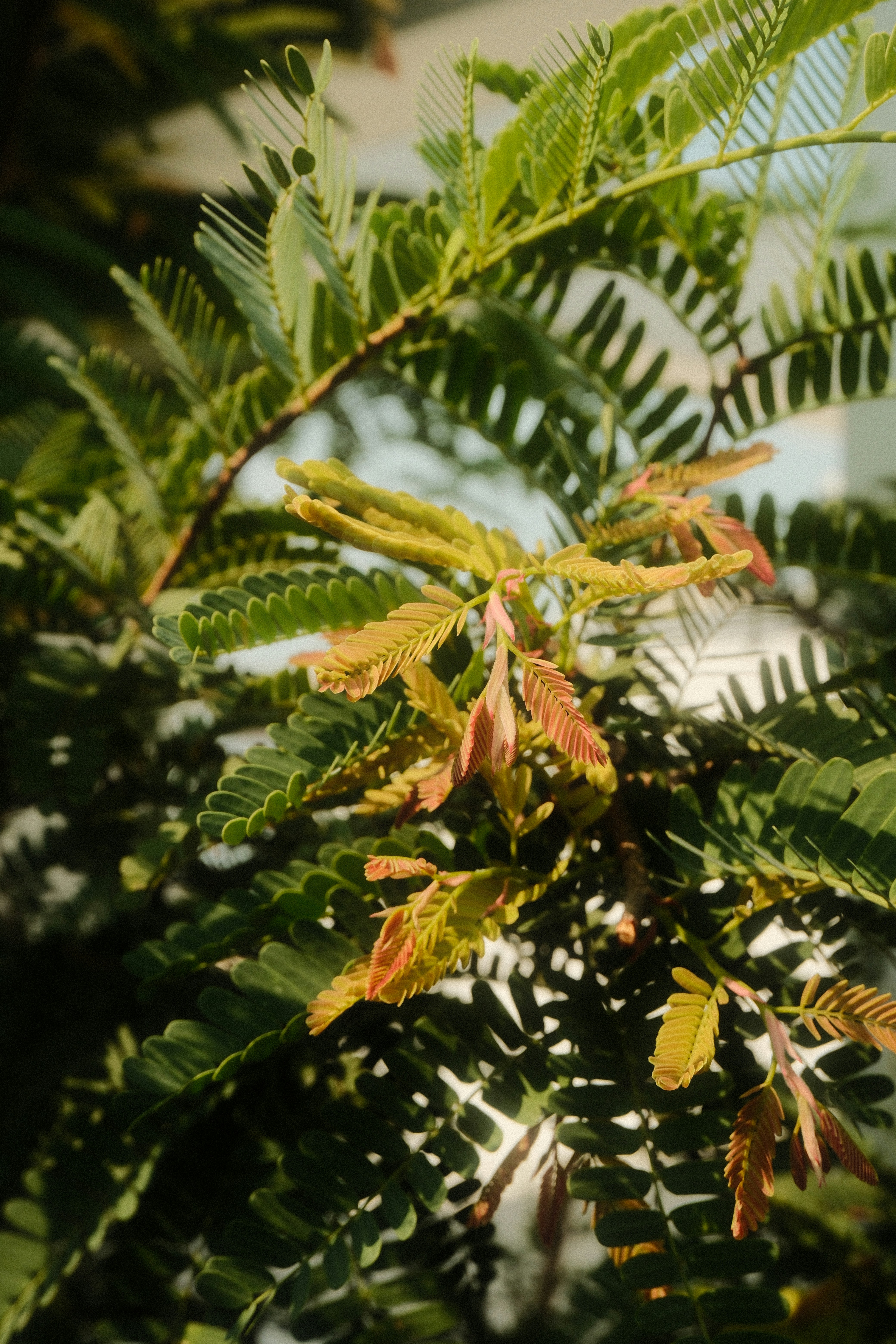 Sunlit Compound Leaves on a Lush Tropical Sprig