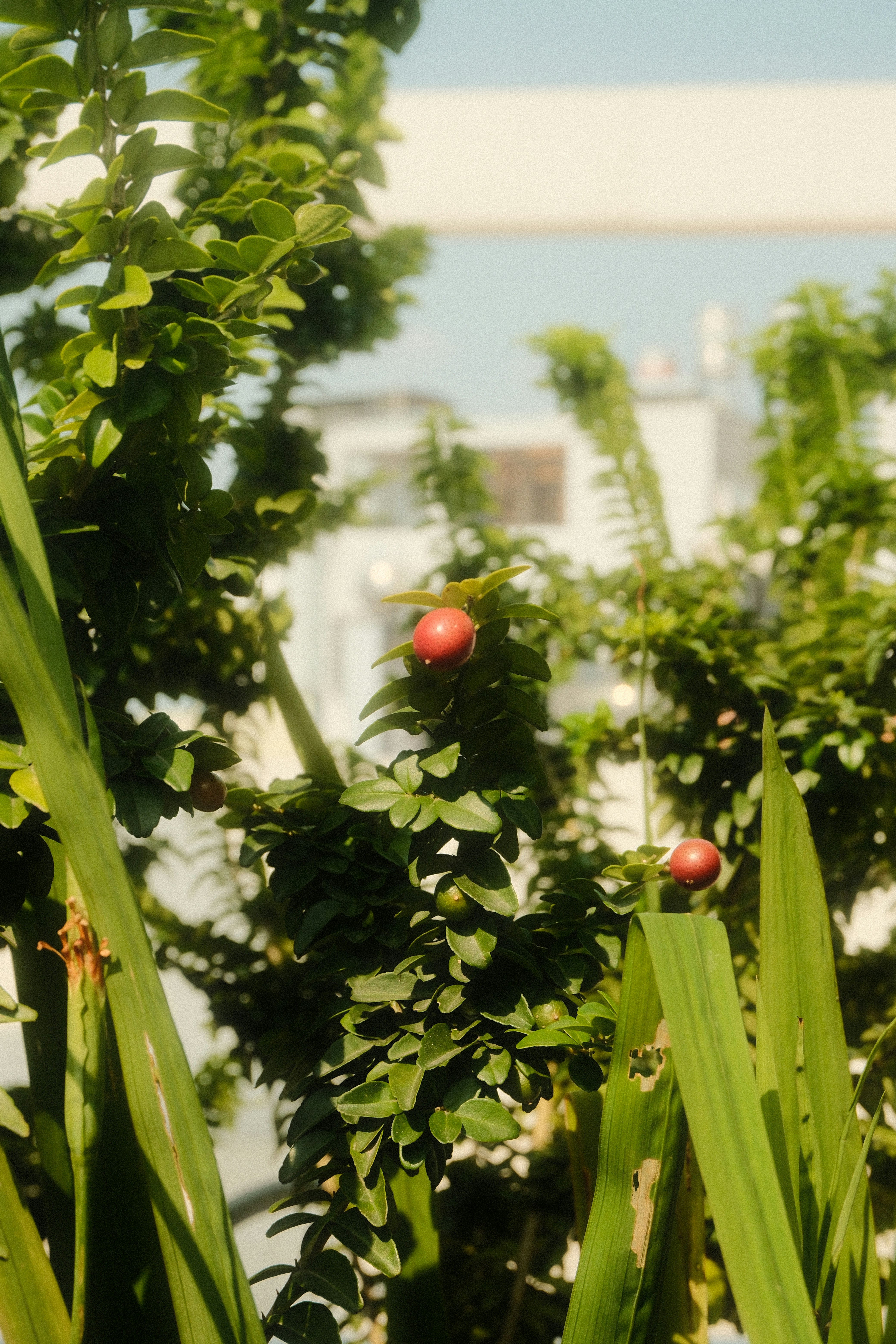 Scarlet Berries Amid Garden Greenery