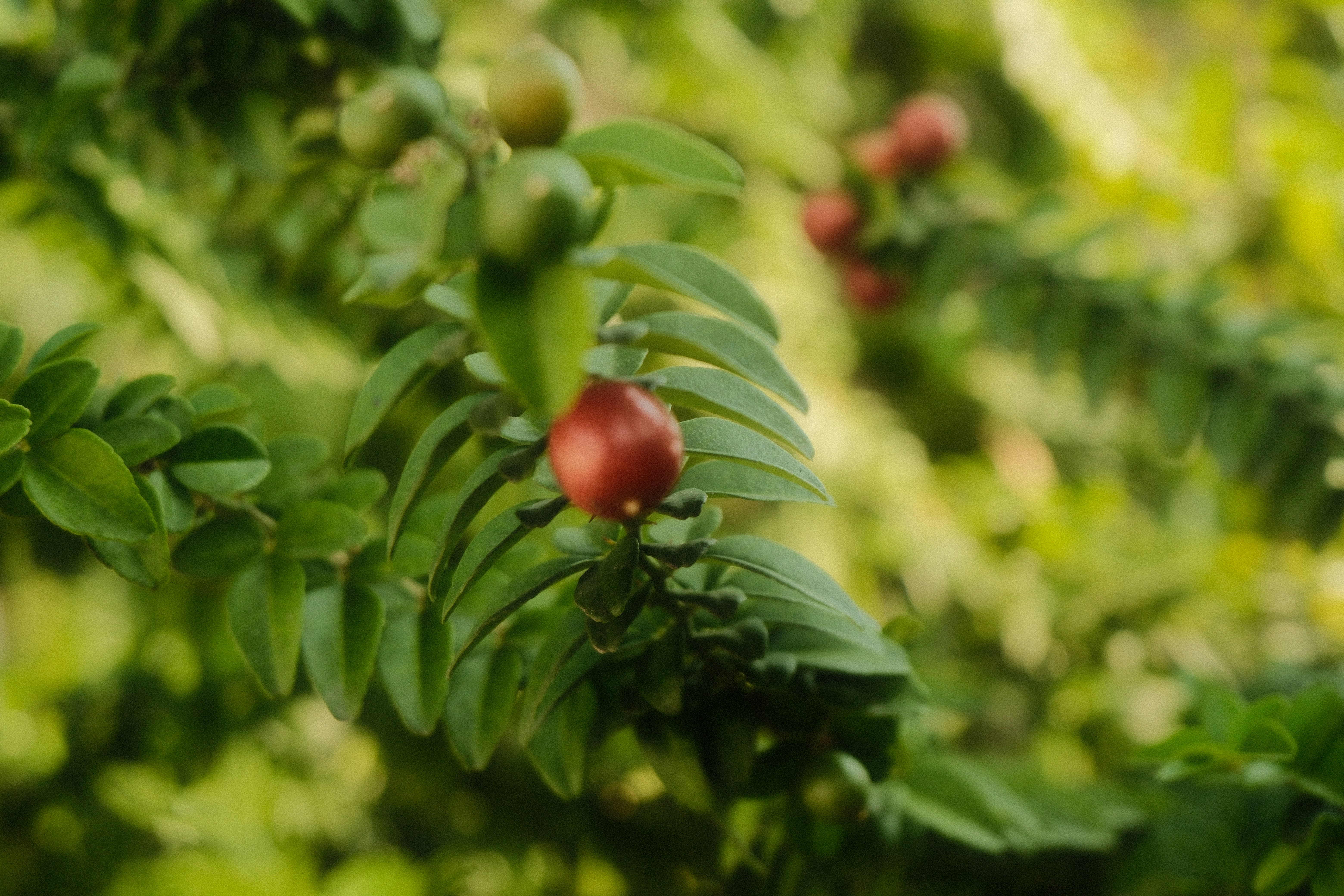 Red Berry Amid Green Foliage: A Soft-Focus Garden Close-Up