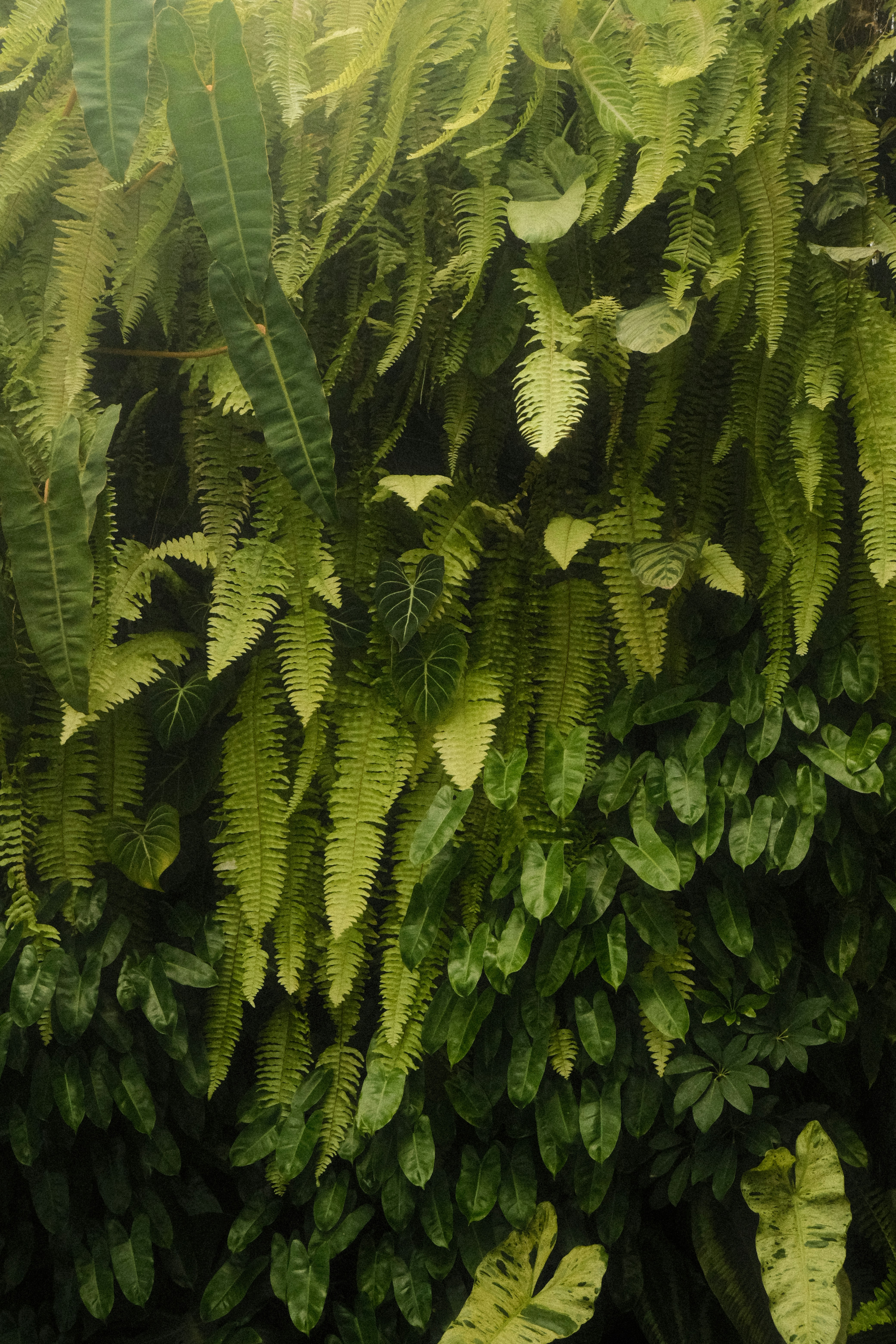 Verdant Curtain: Ferns and glossy leaves Weaving a Quiet Jungle