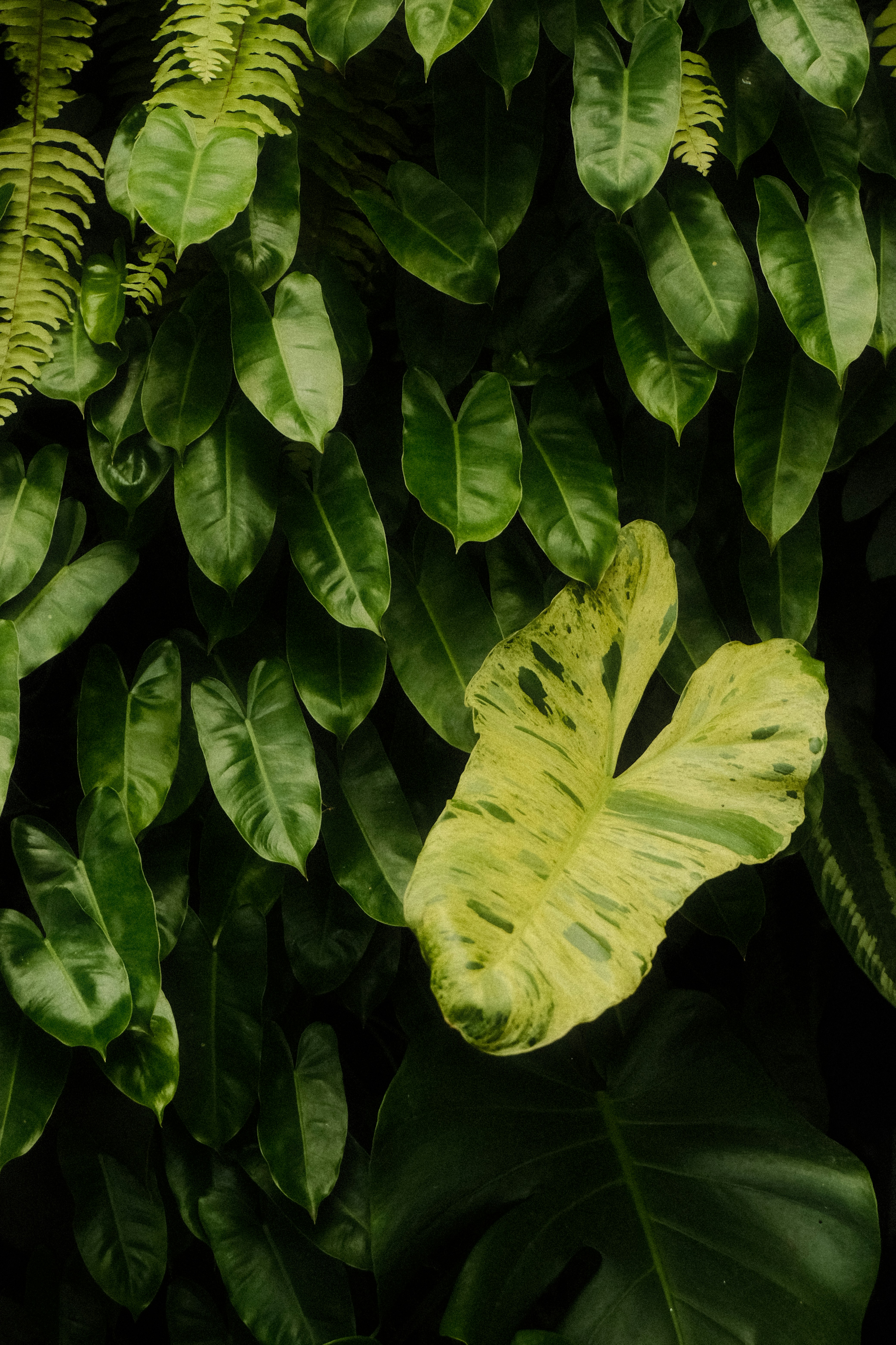 Golden Leaf among Velvet Green Foliage