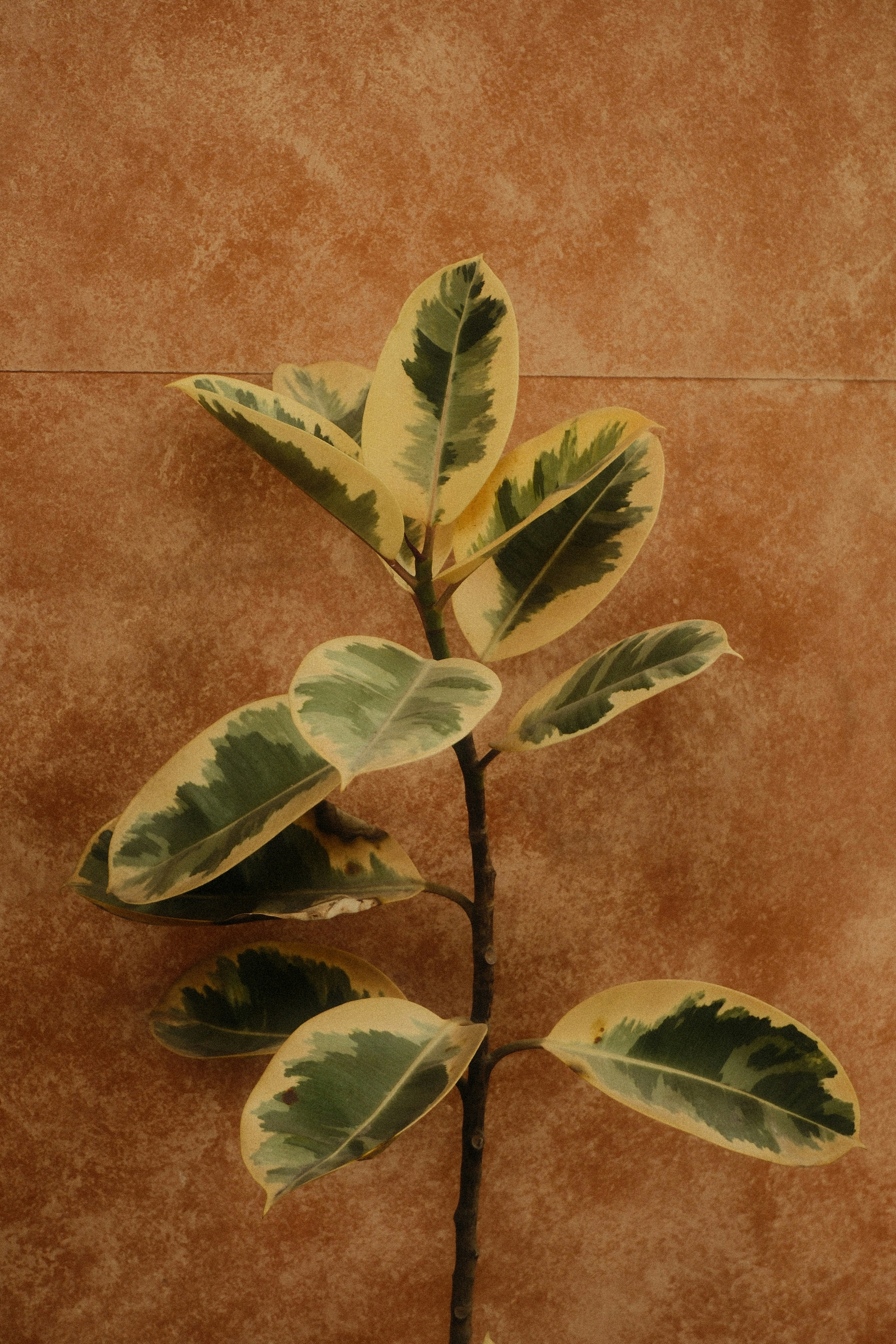 Verdant Stem: Variegated Leaves Against a Terracotta Backdrop
