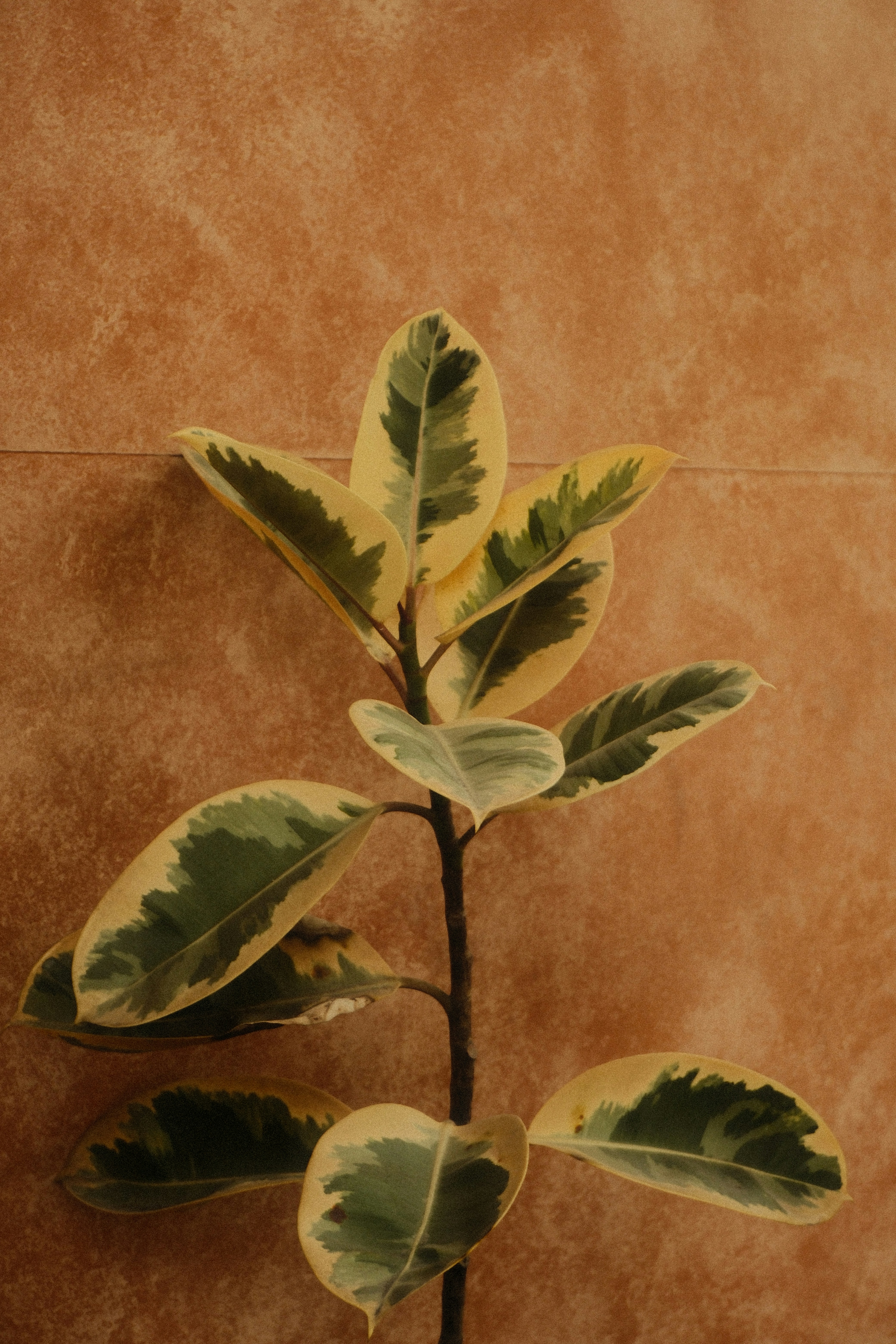 Variegated Foliage on a Slim Stem Against Warm Tile