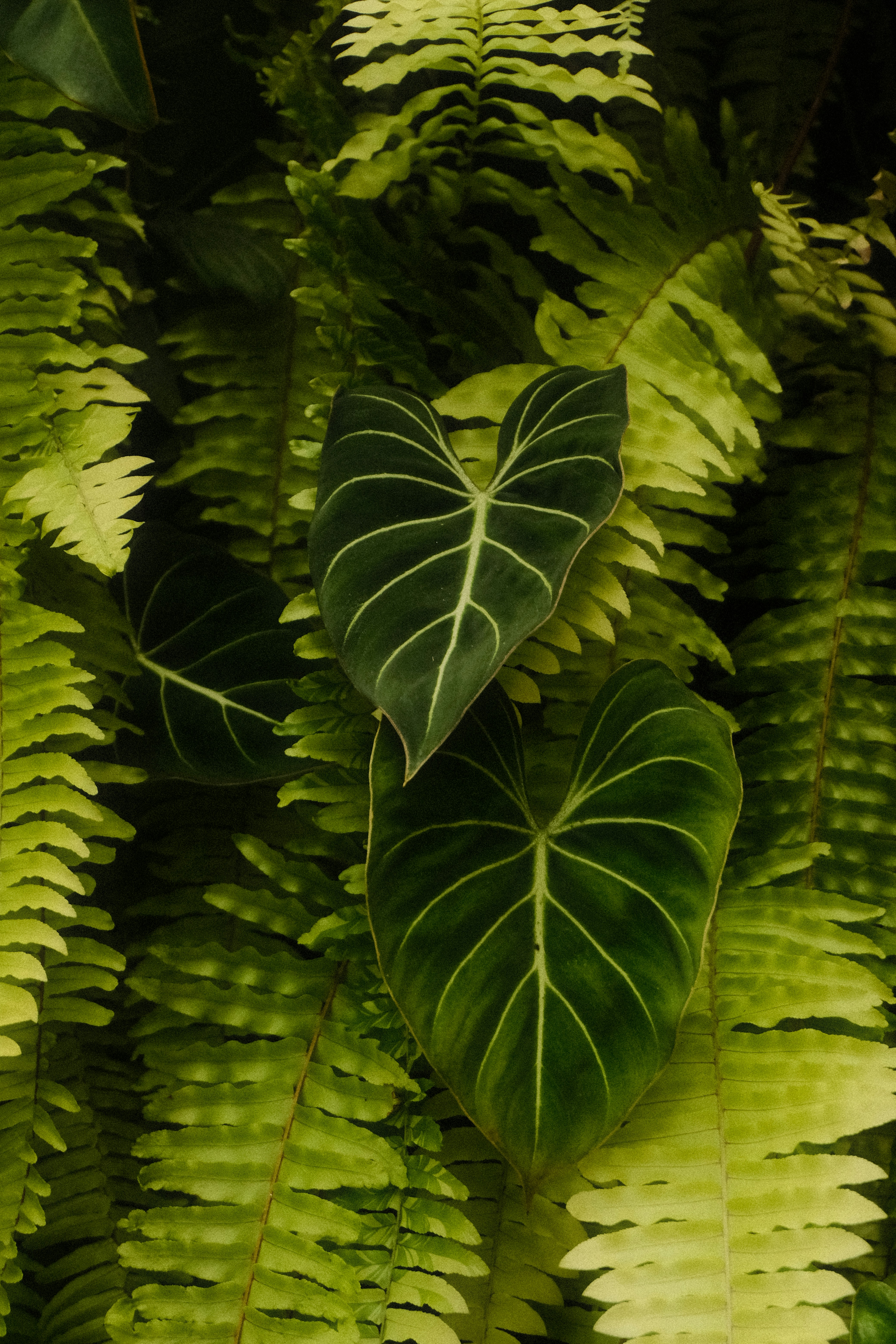 Emerald Veins: Heart-Shaped Leaves Among Ferns