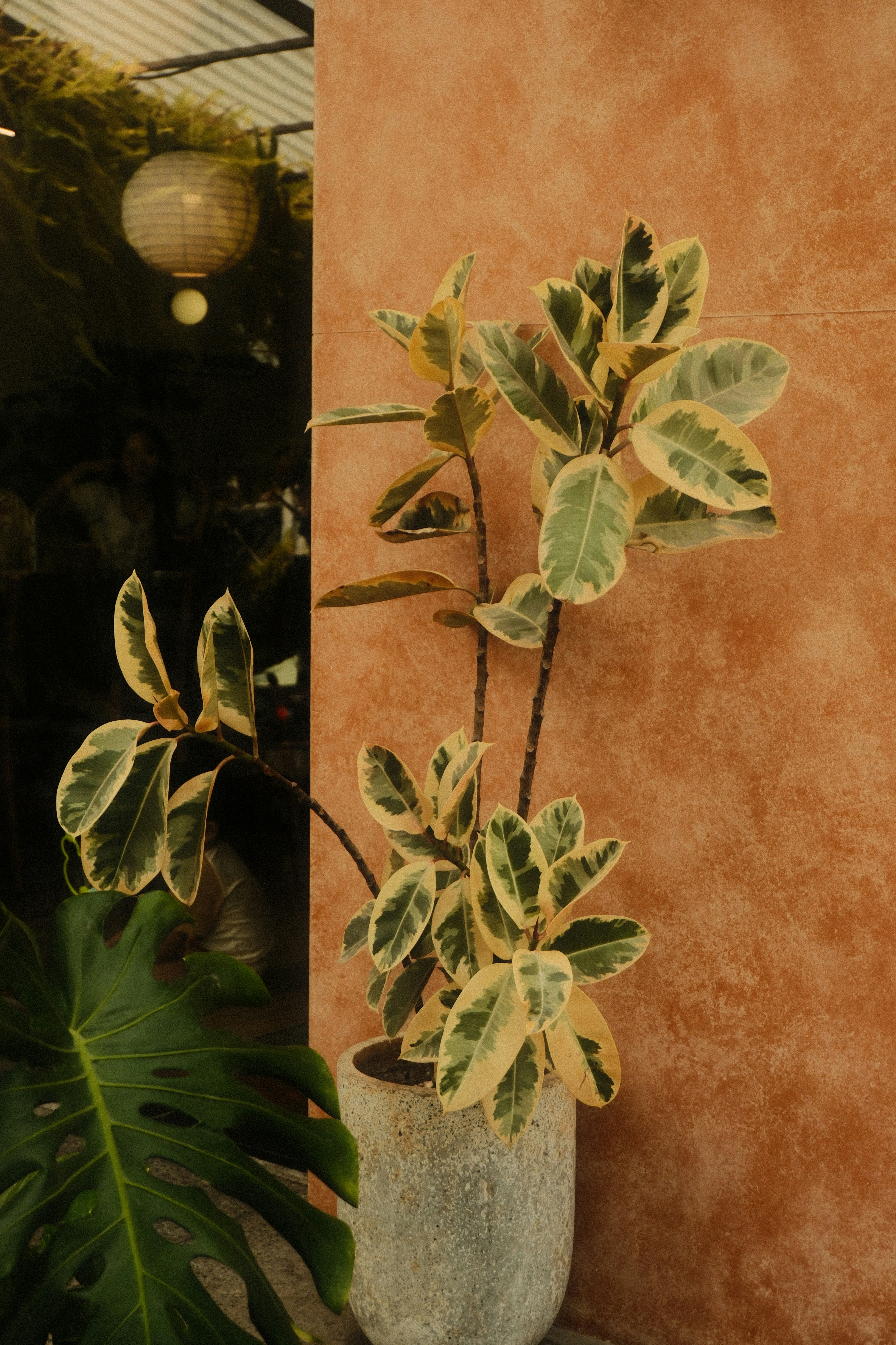 Verdant Variegated Foliage in a Rustic Tile Setting