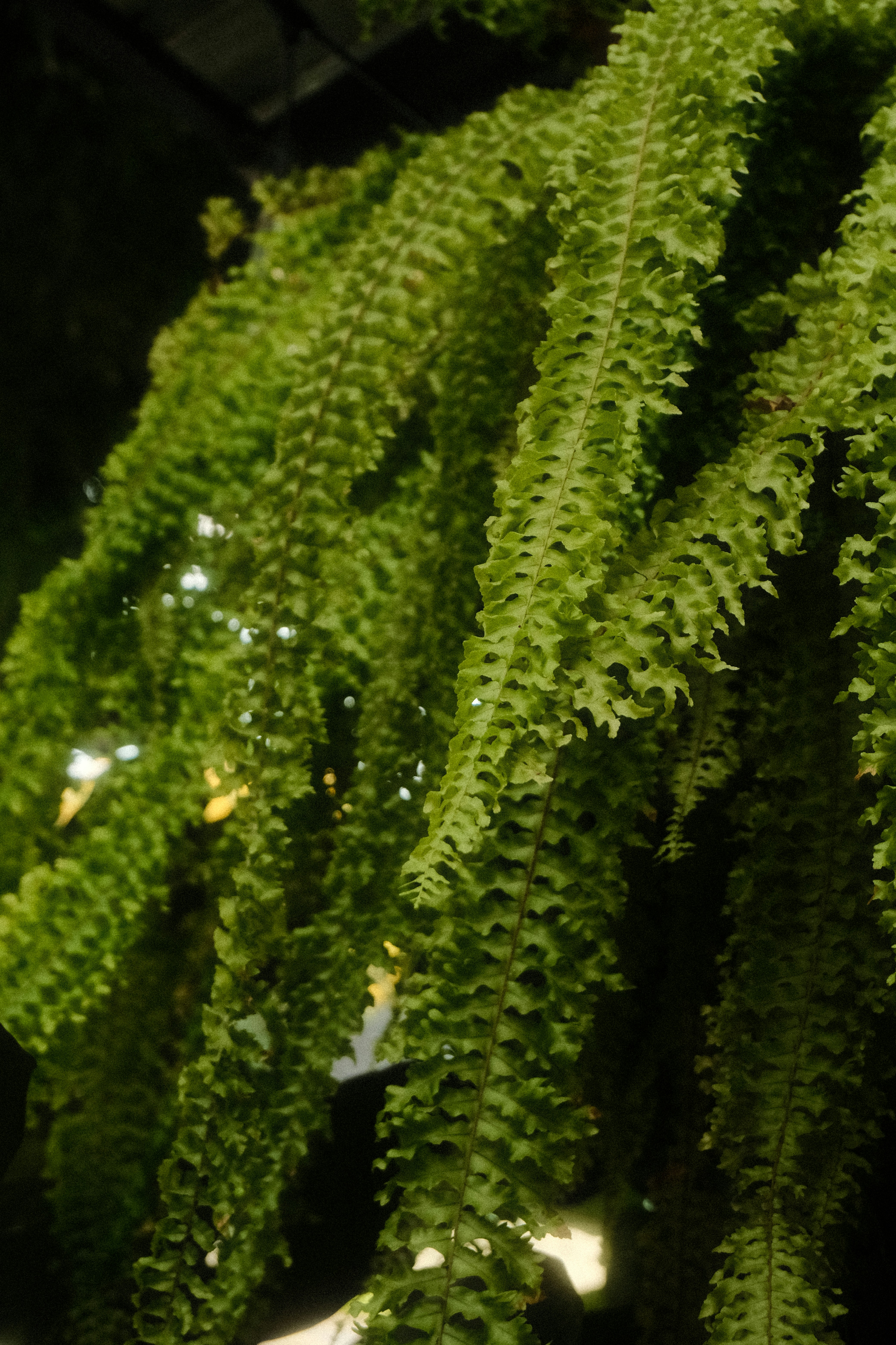 Verdant Strands: A Curtain of Fern Drape in Soft Focus