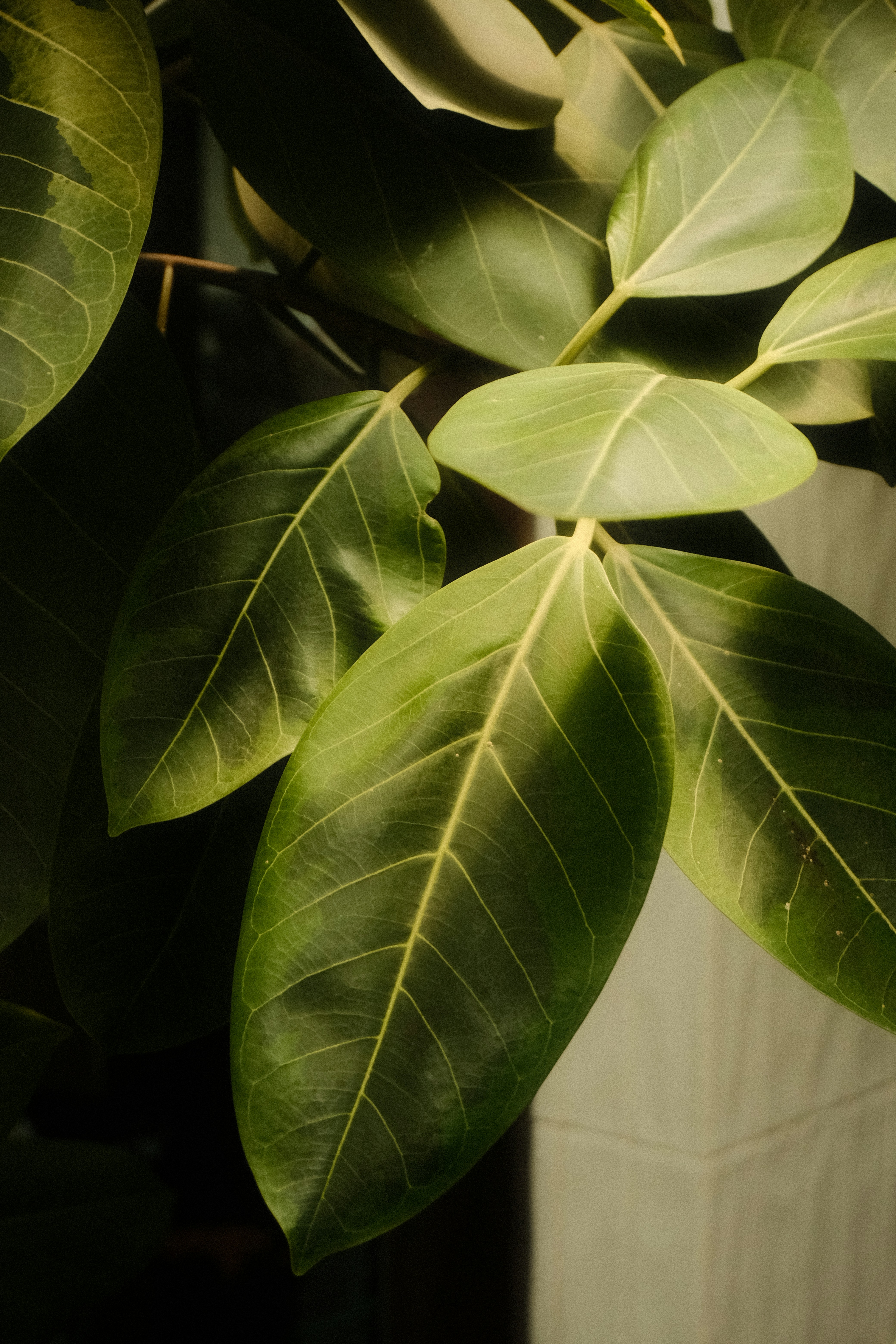 Veridian Veil: close-up of glossy tropical leaves bathed in soft light