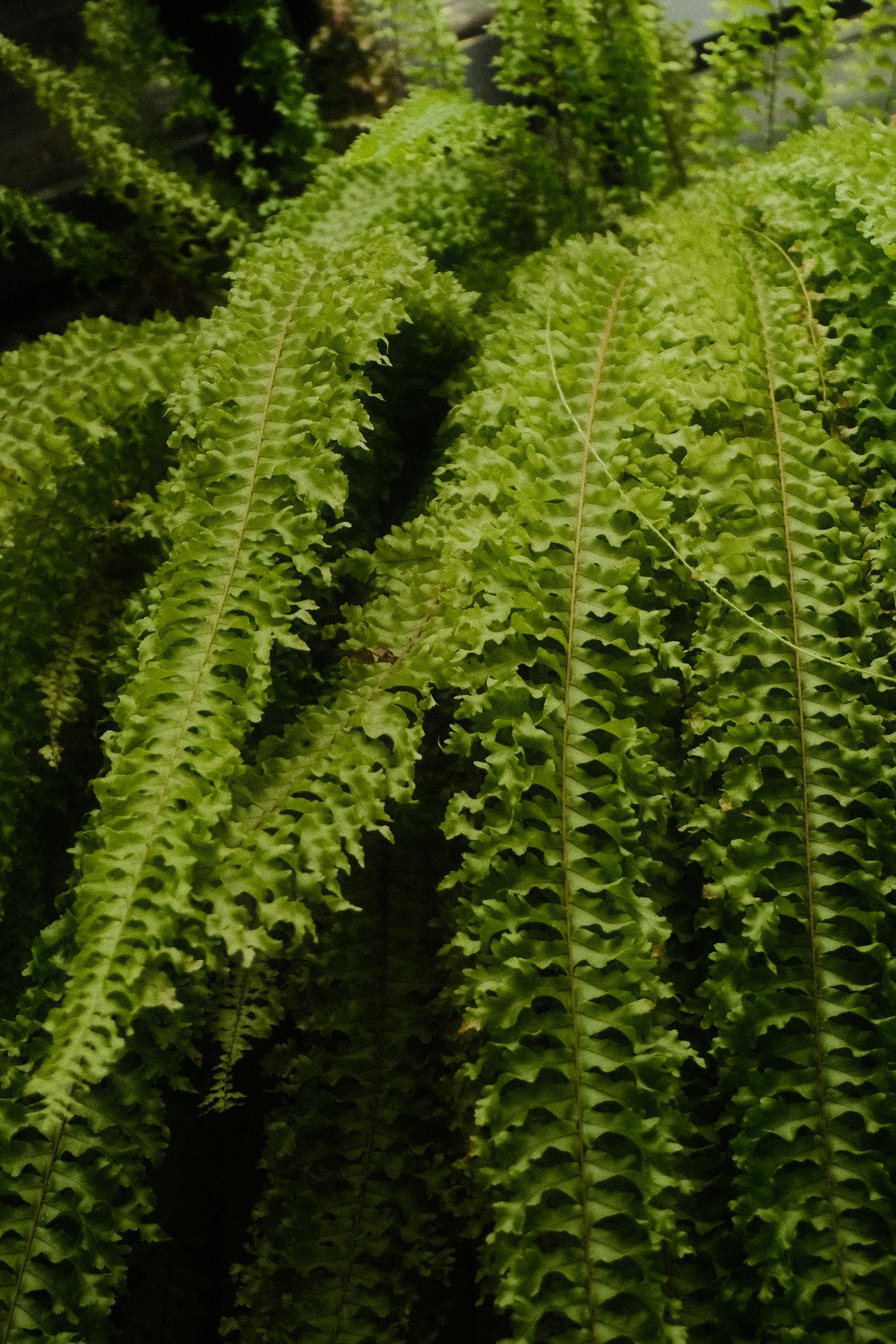 Emerald Ribbons: Fern Fronds in Quiet Light