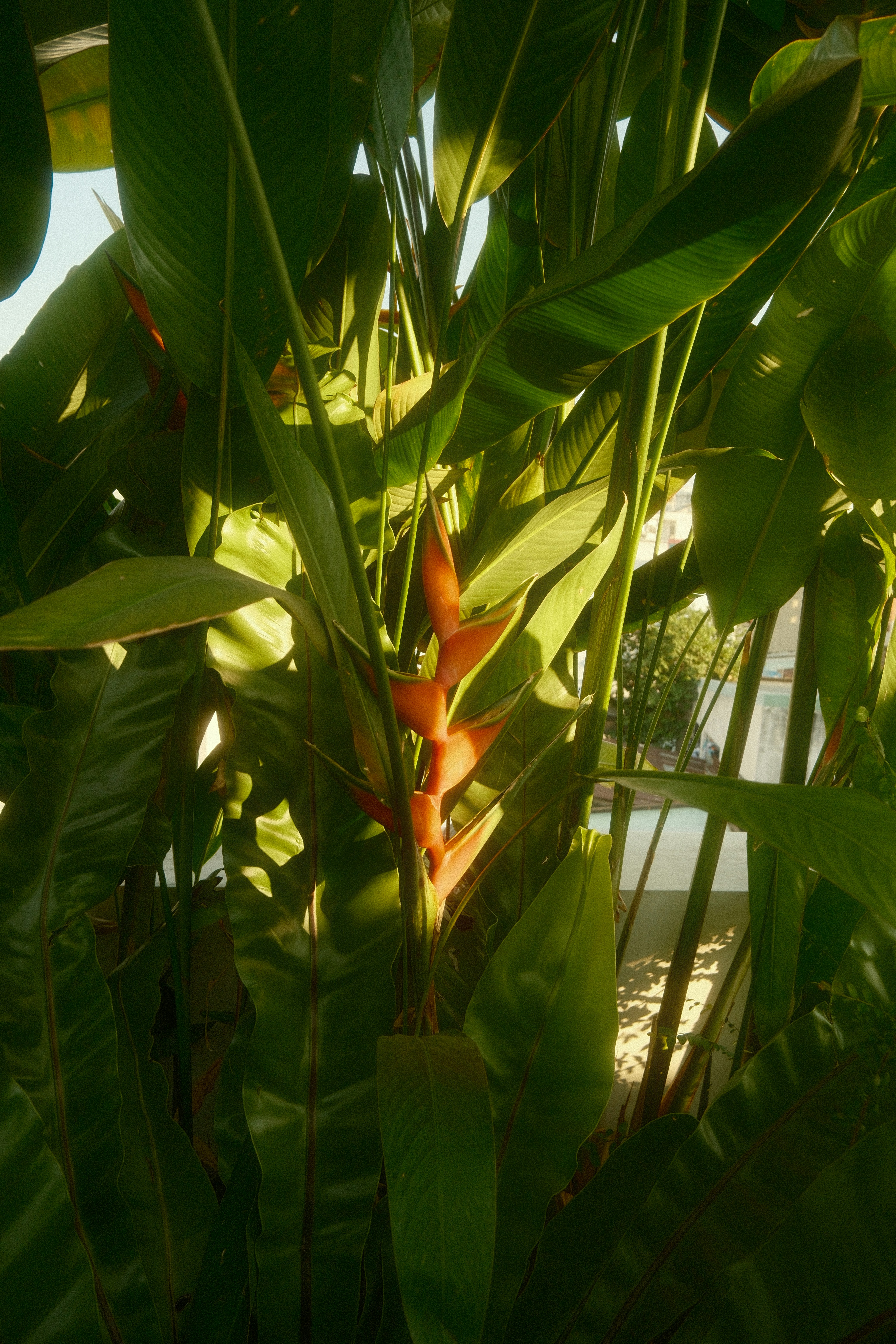 Sunlit Banana-Leaf Staircase of Light