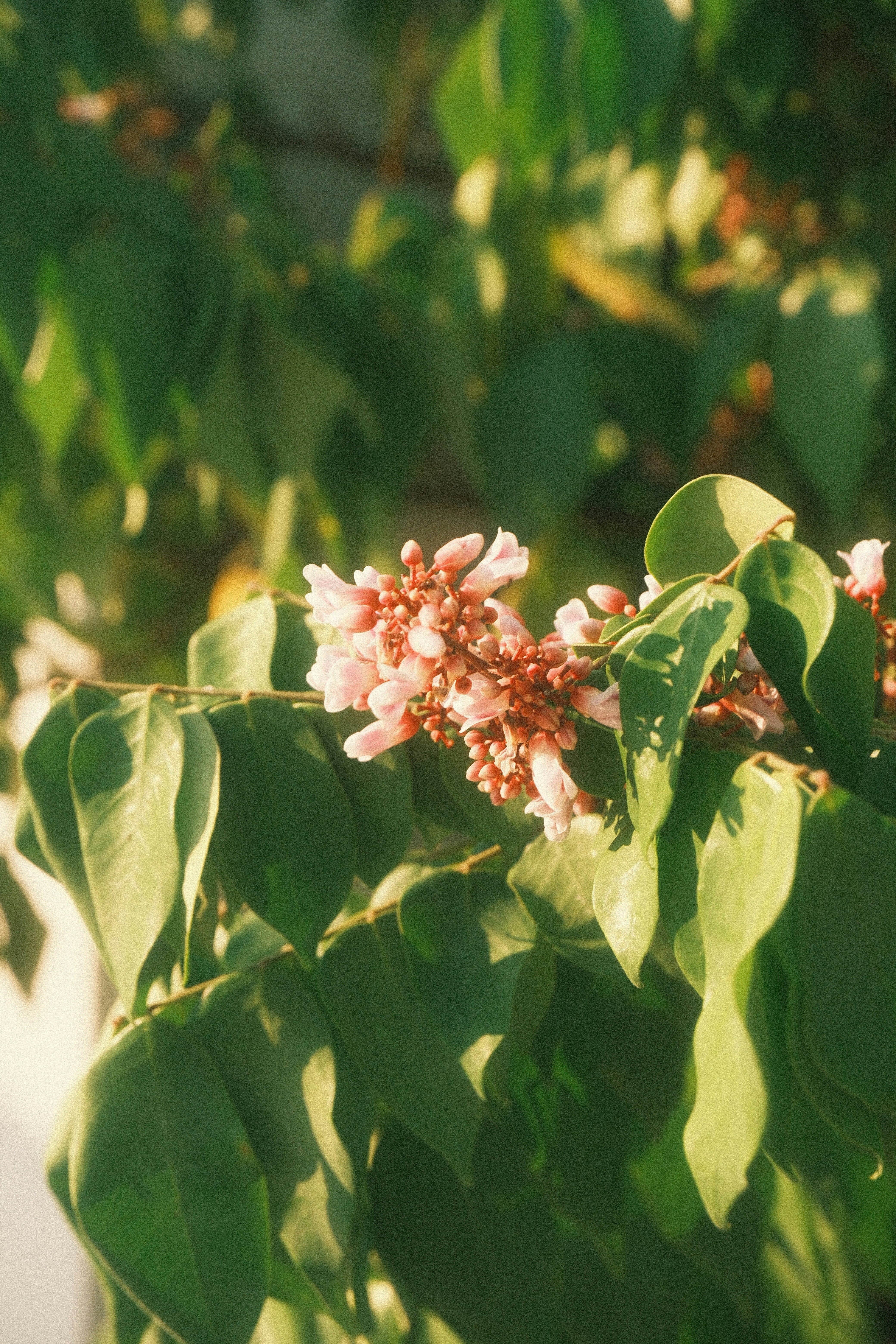 Soft Bloom: Pink Cluster in Sunlit Orchard