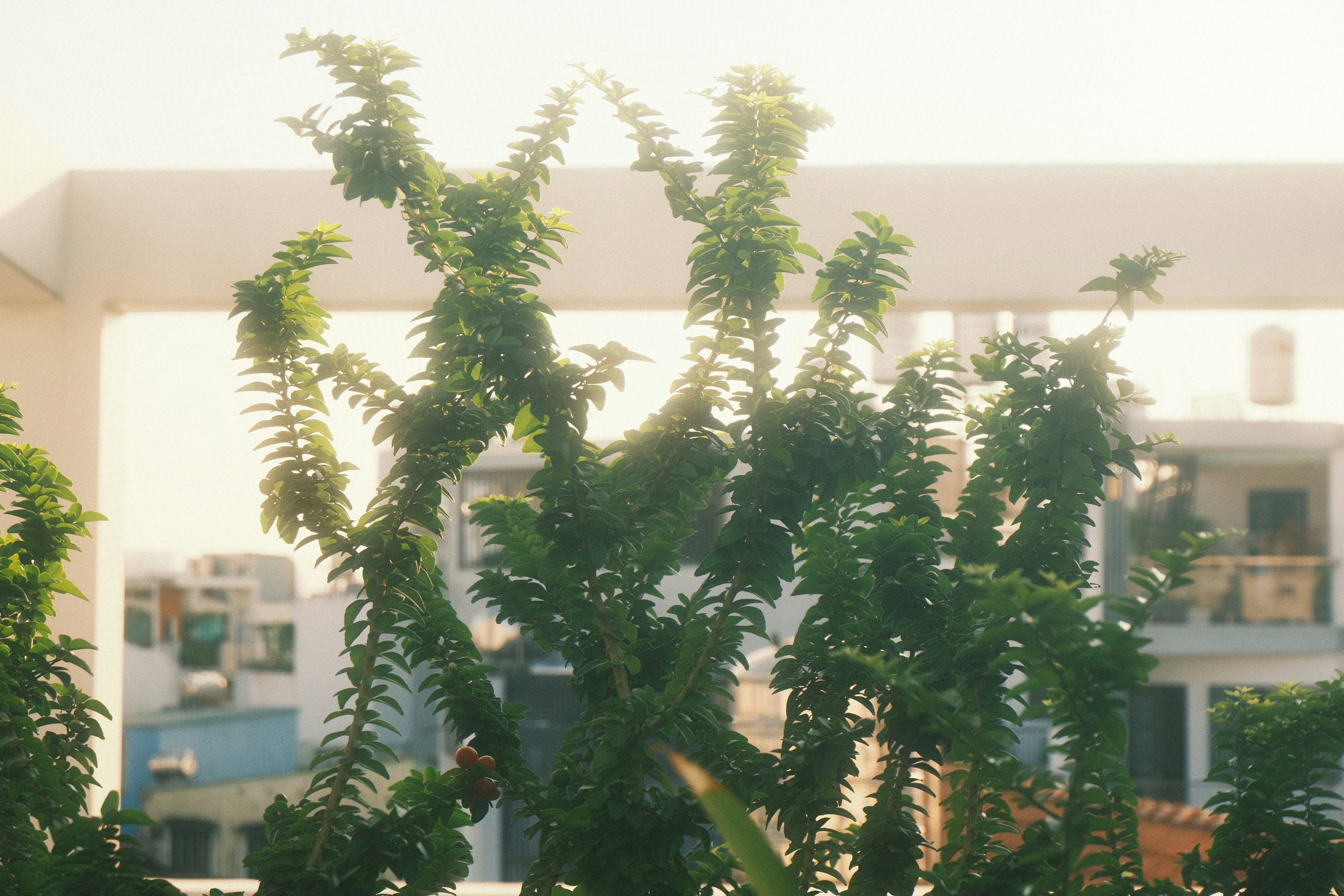 Urban Balcony Foliage Reaching Toward the Sun