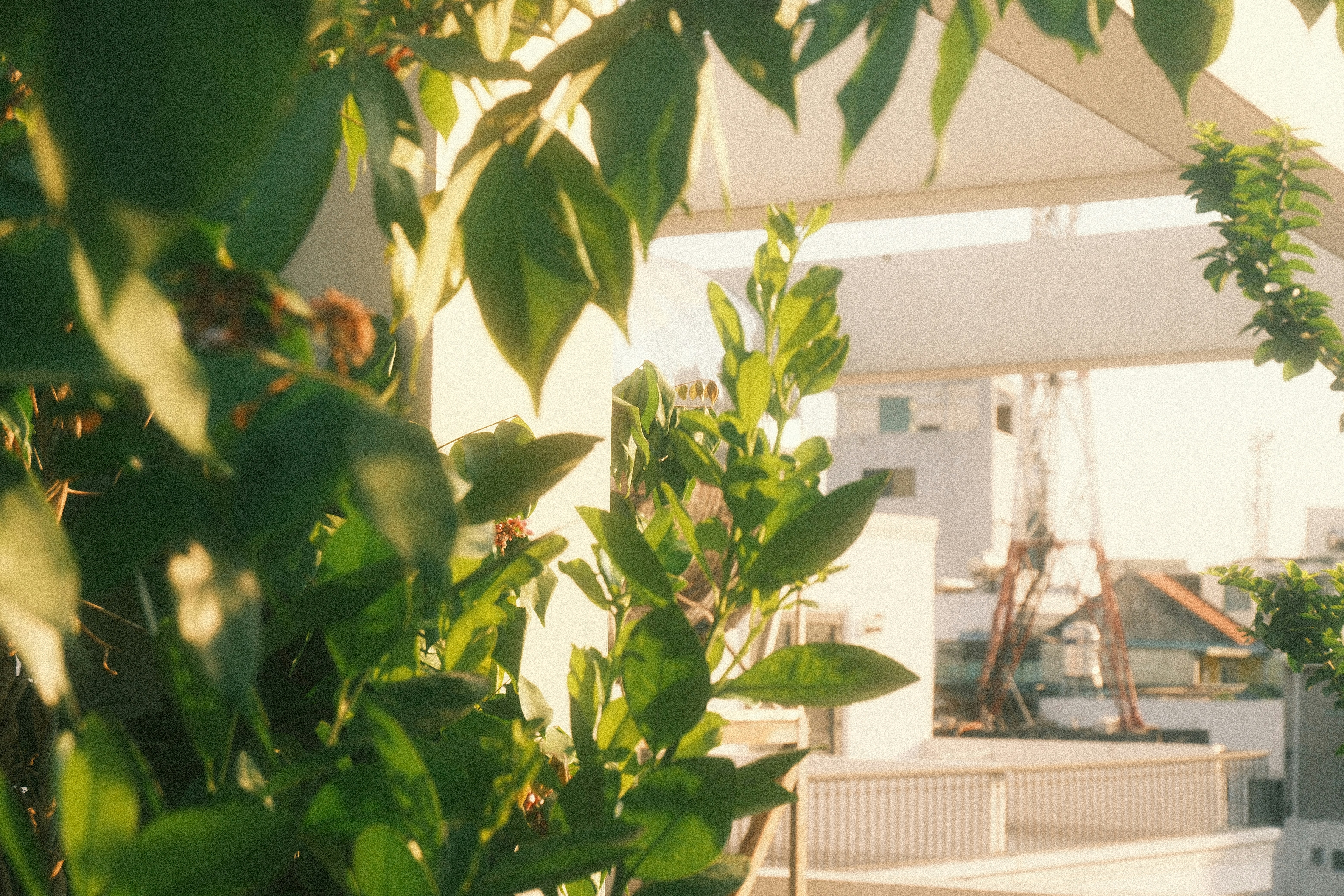 Sunlit Foliage Beyond a Quiet Urban Terrace