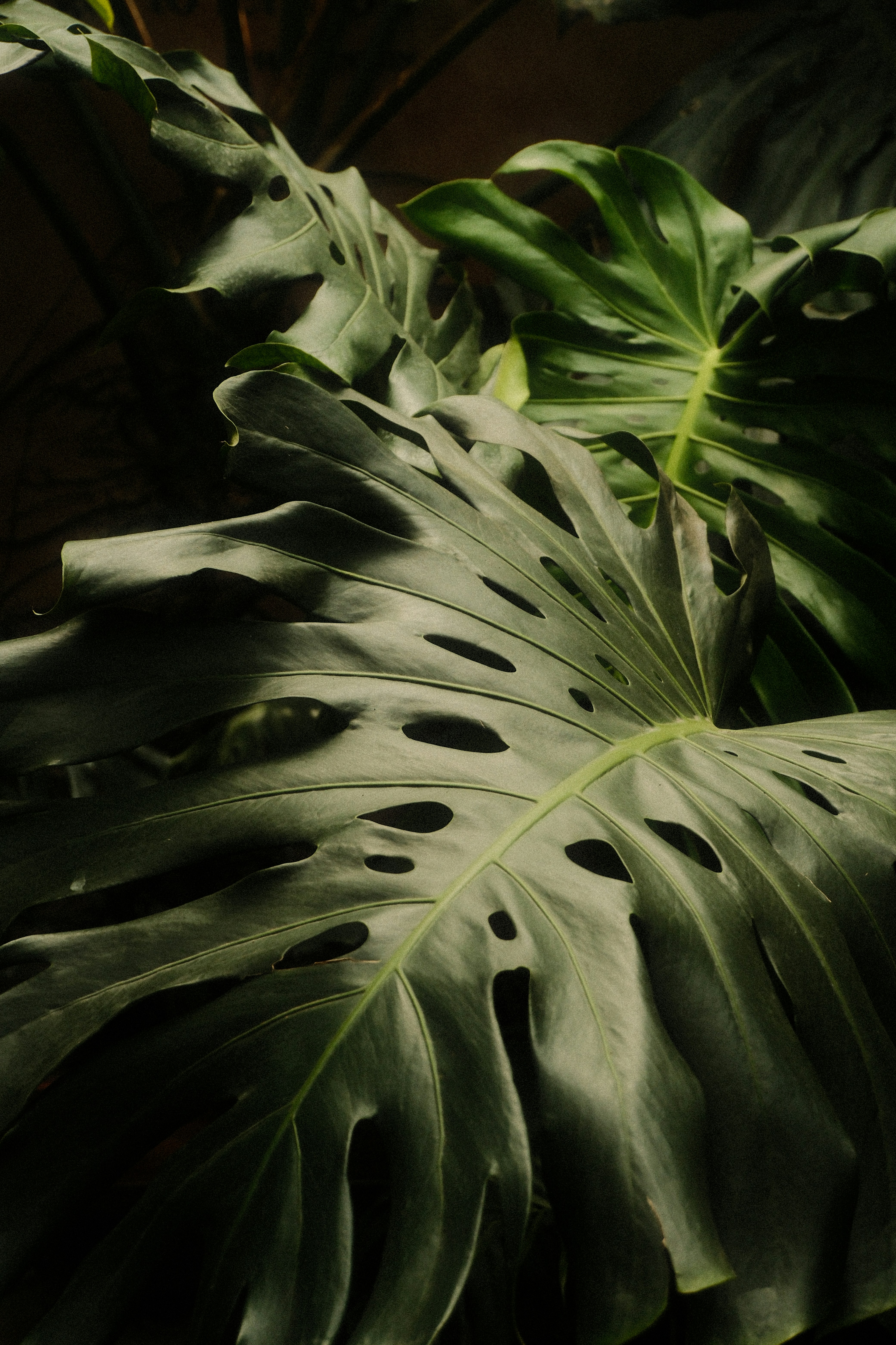 Monstera Majesty: Deep Green Veins and Hidden Light