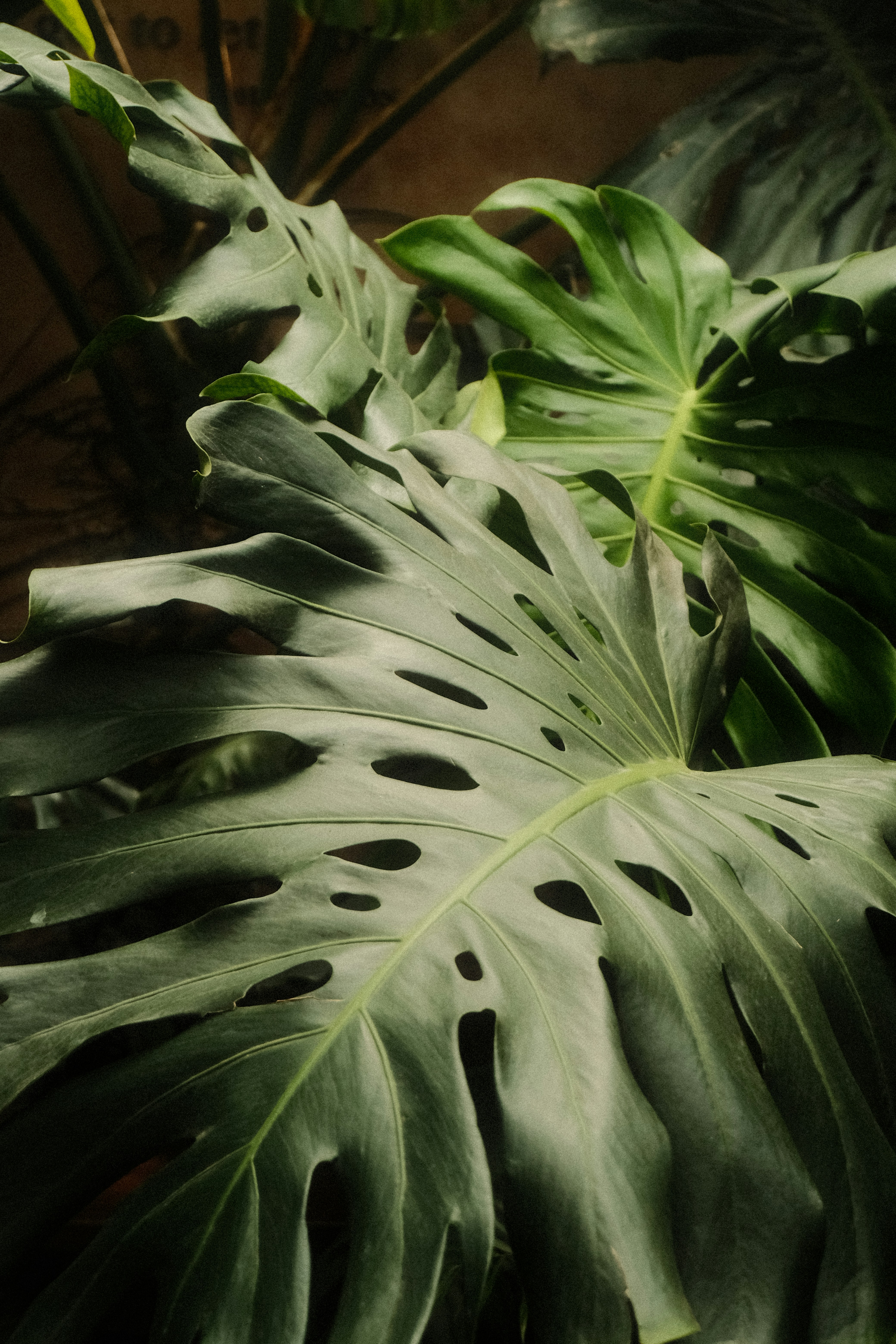 Veined Green: Monstera Leaves Reaching Across Soft Light
