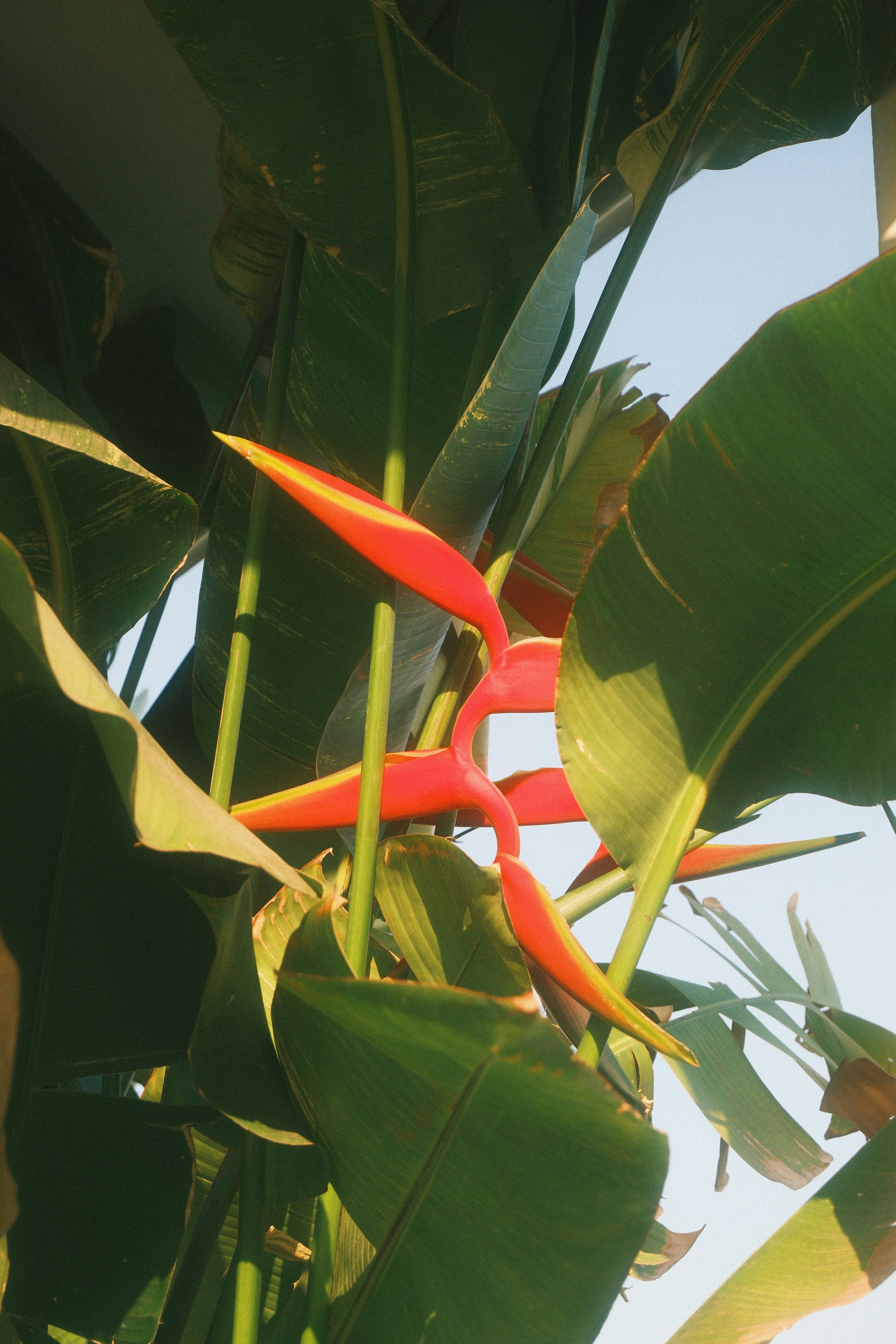 Crimson Helix Among Banana Leaves