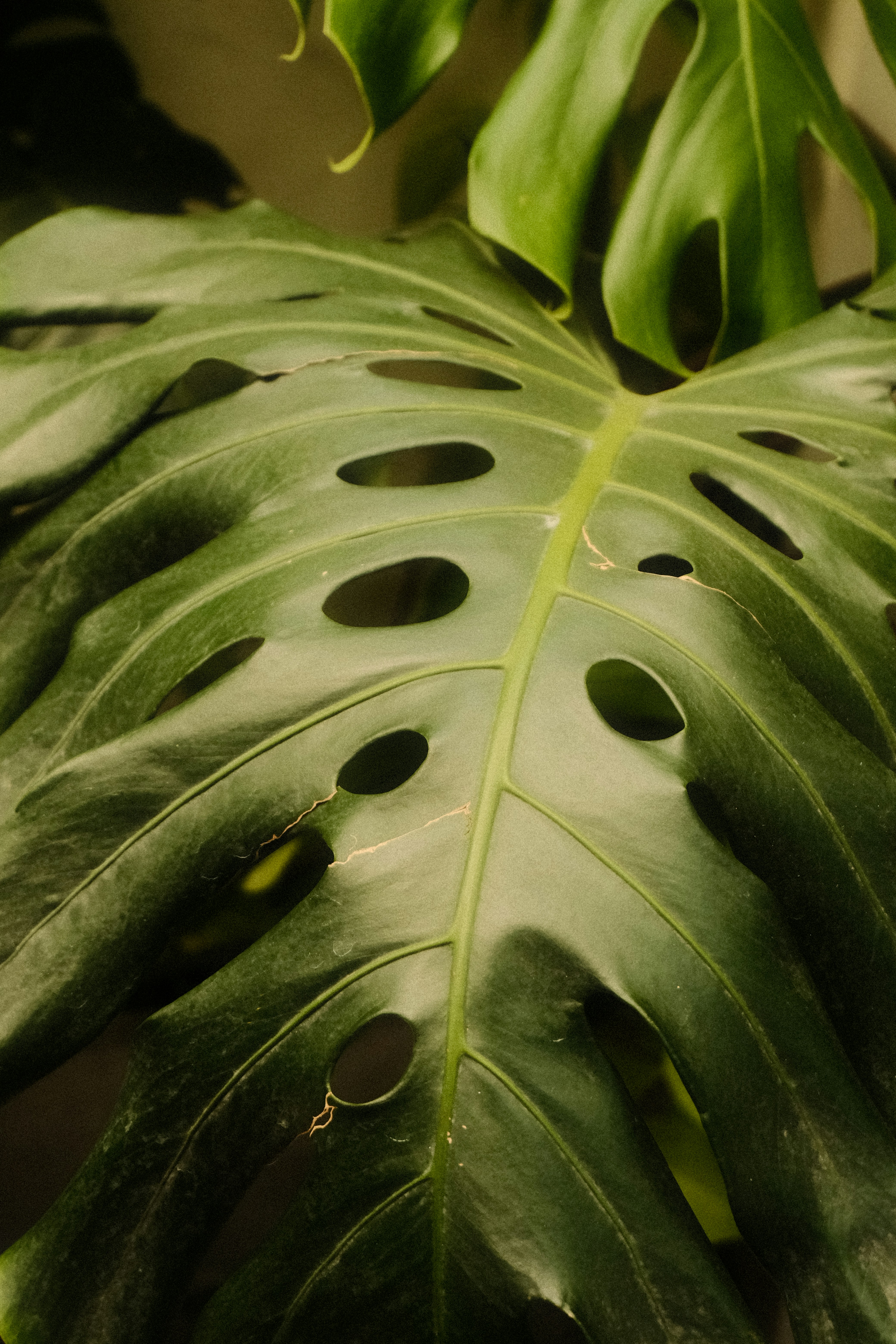 Monstera Majesty: A Close-Up Lost in Green Veins
