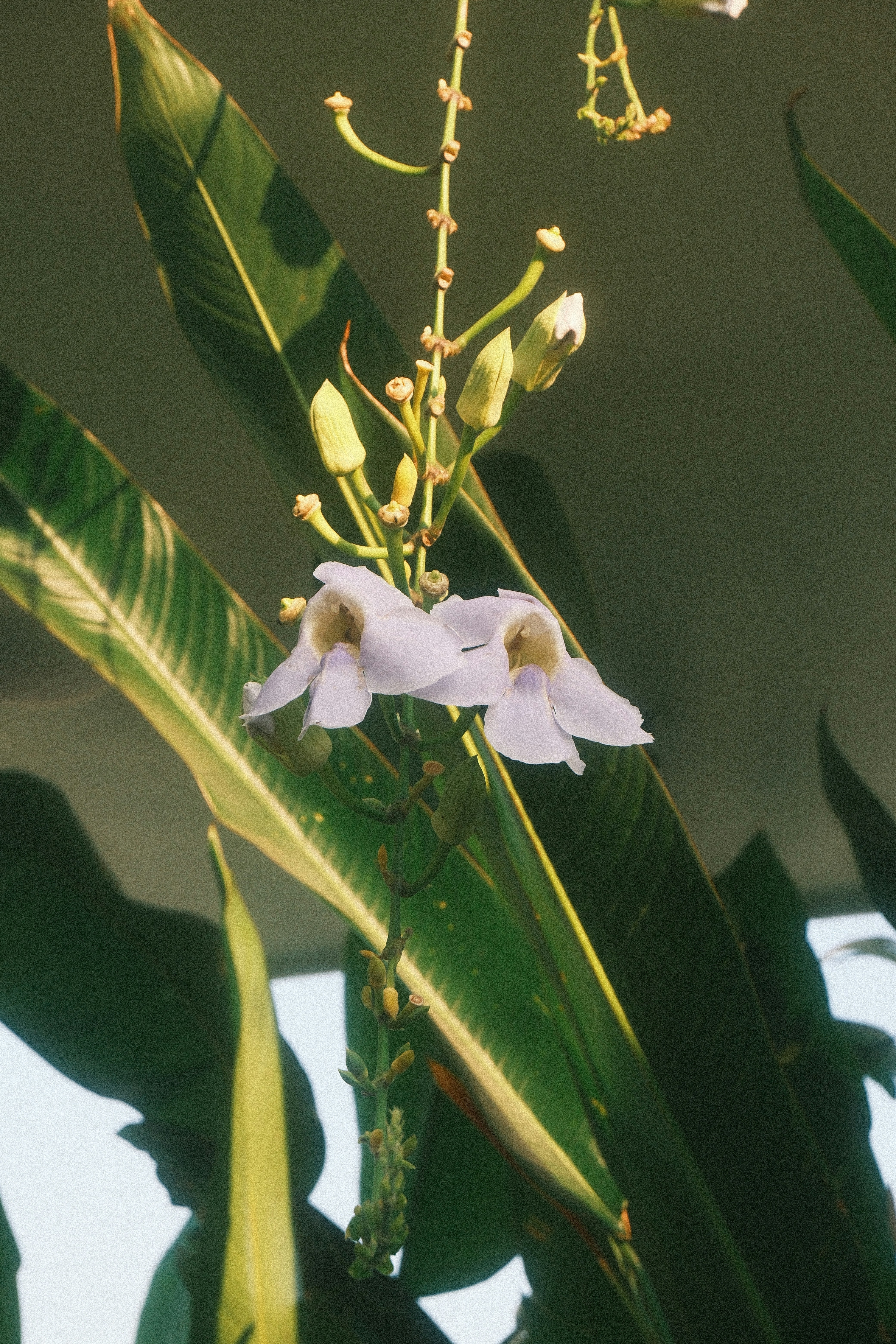 White orchid-like bloom nestled along a vertical stem among elongated green leaves