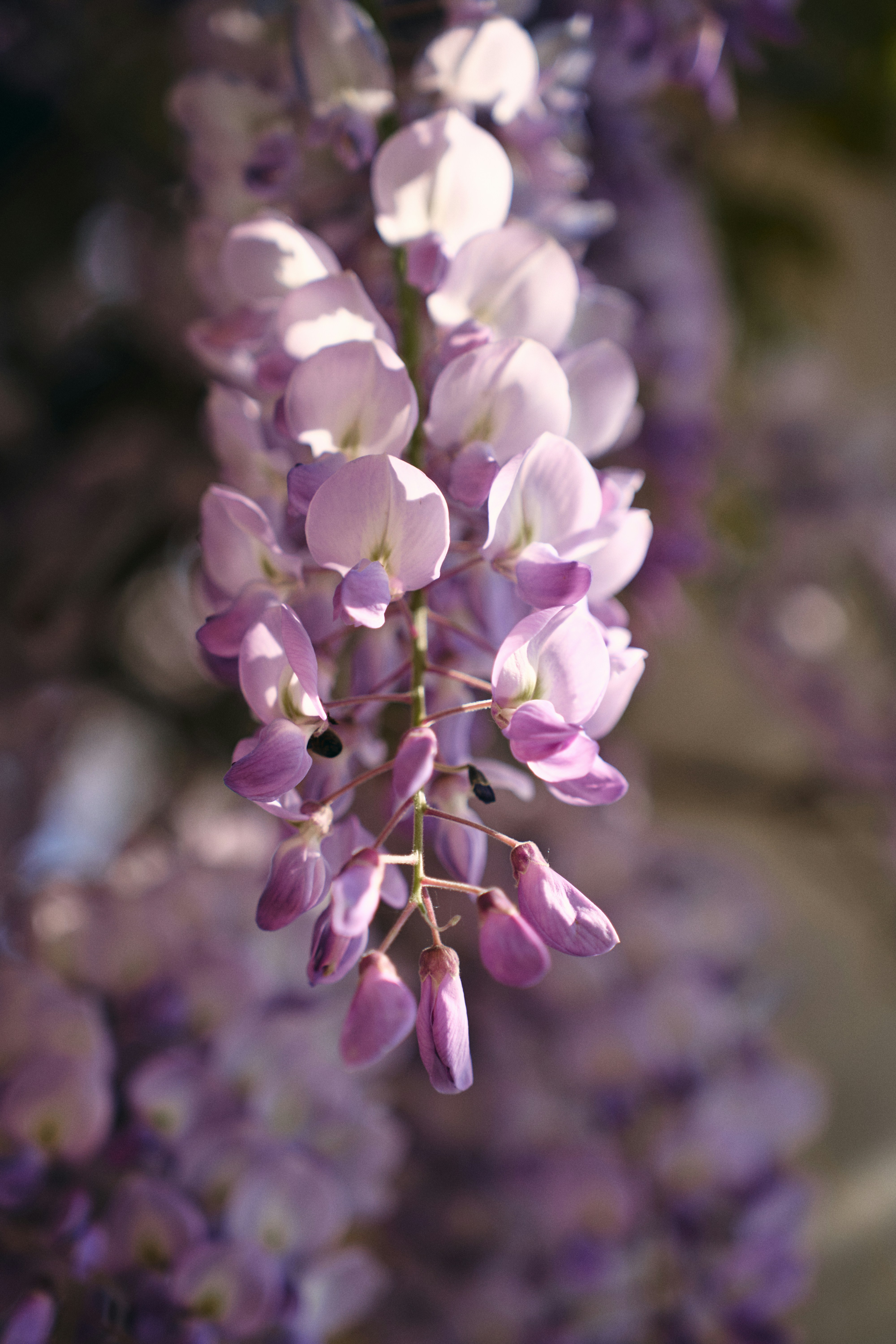 Lavender Spike in Soft Focus Bloom