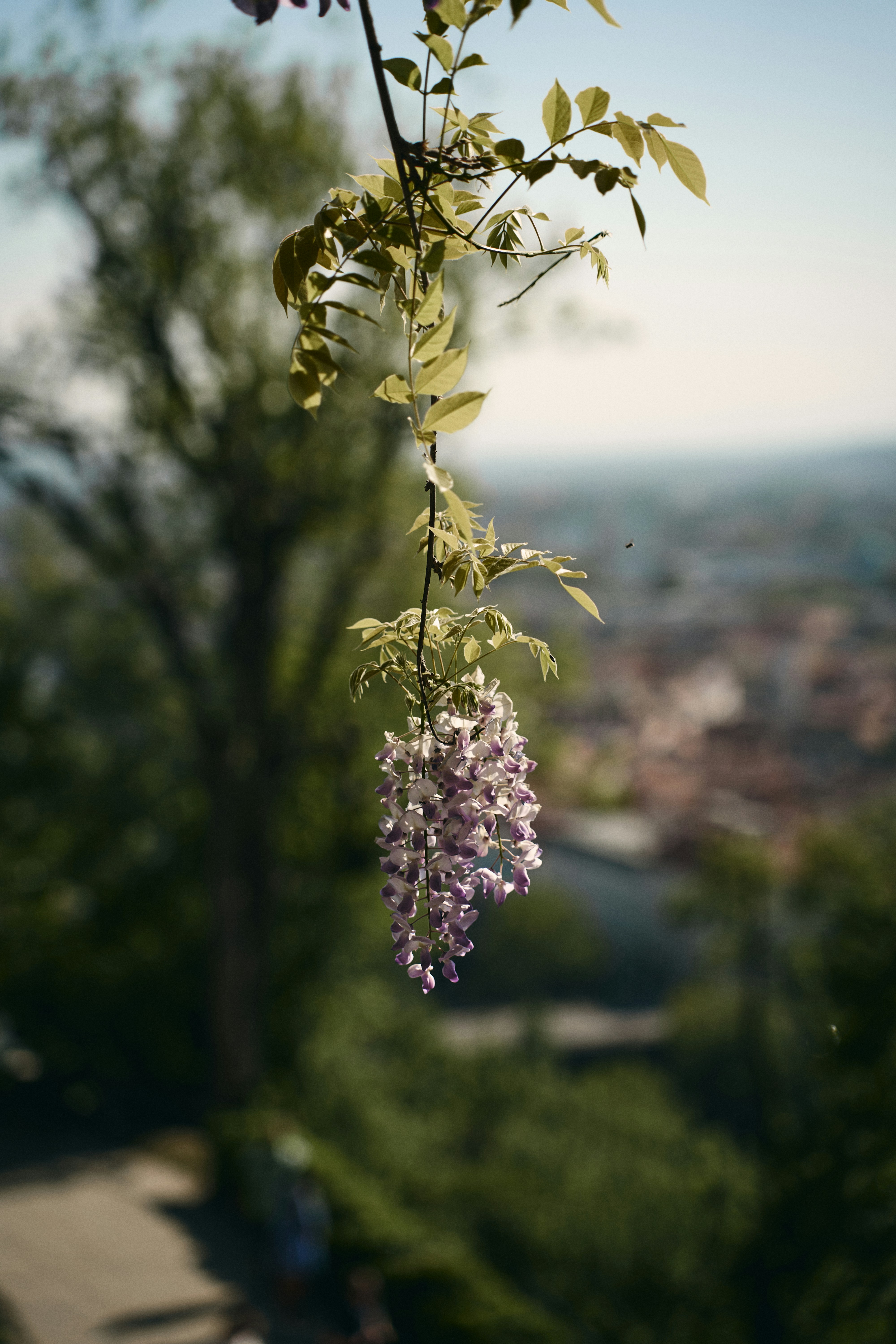 Dangling Wisteria Pendant Over a Faded Cityscape