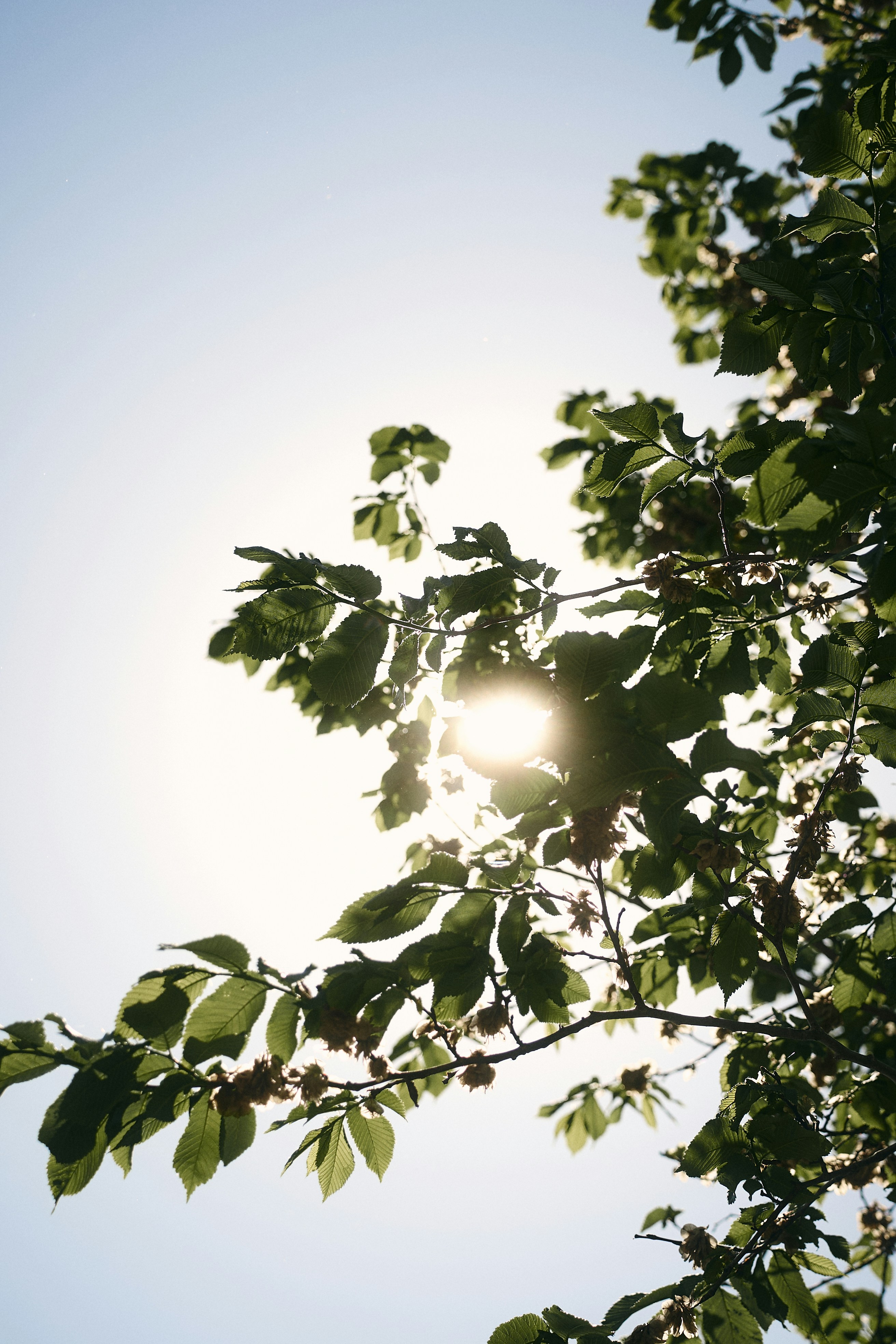 Sunlit Leaves: A Glimpse Through the Canopy