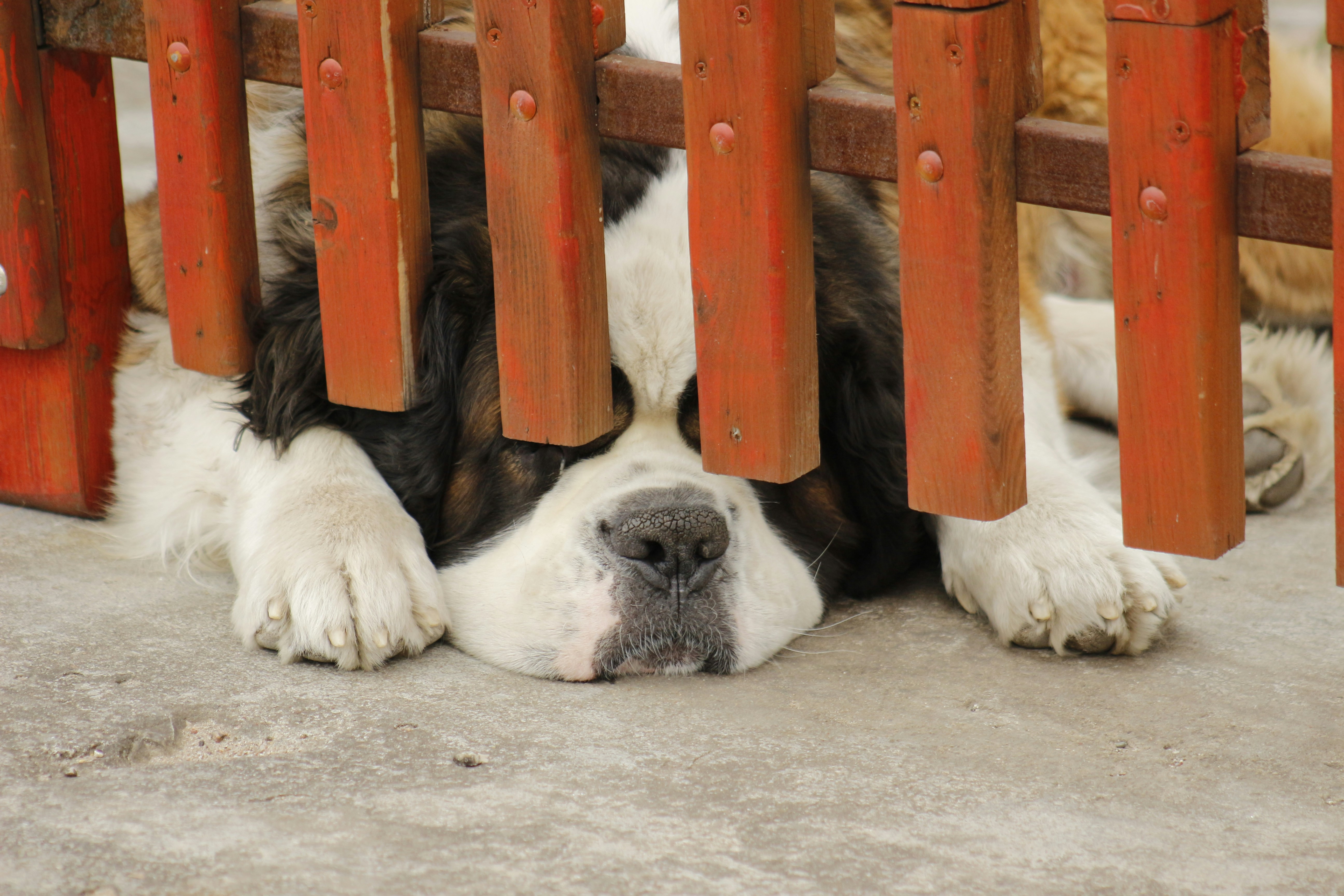 Nose-on-Curface: A sleepy pup peeks through wooden slats
