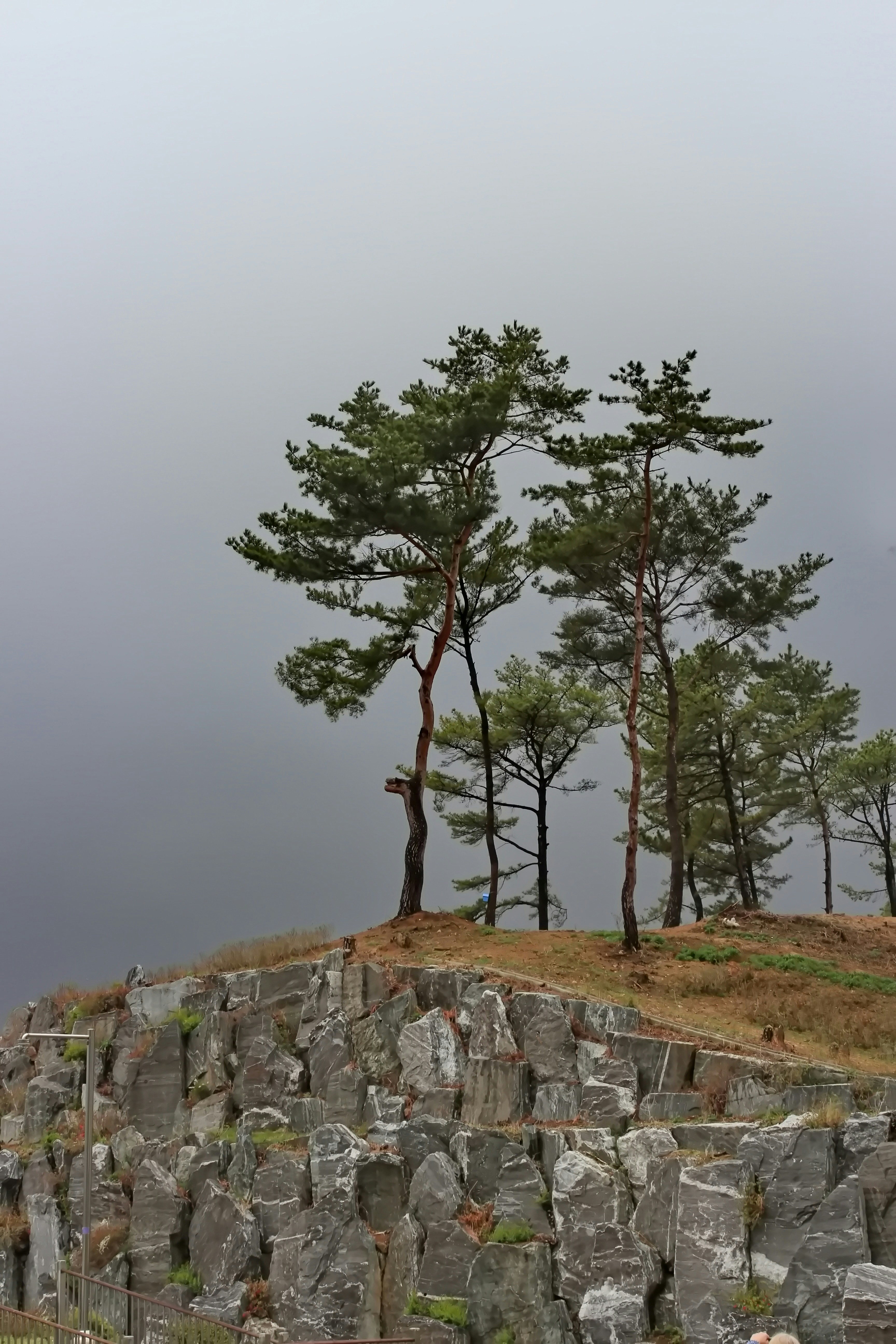 Wind-Sculpted Pines at the Cliff Edge