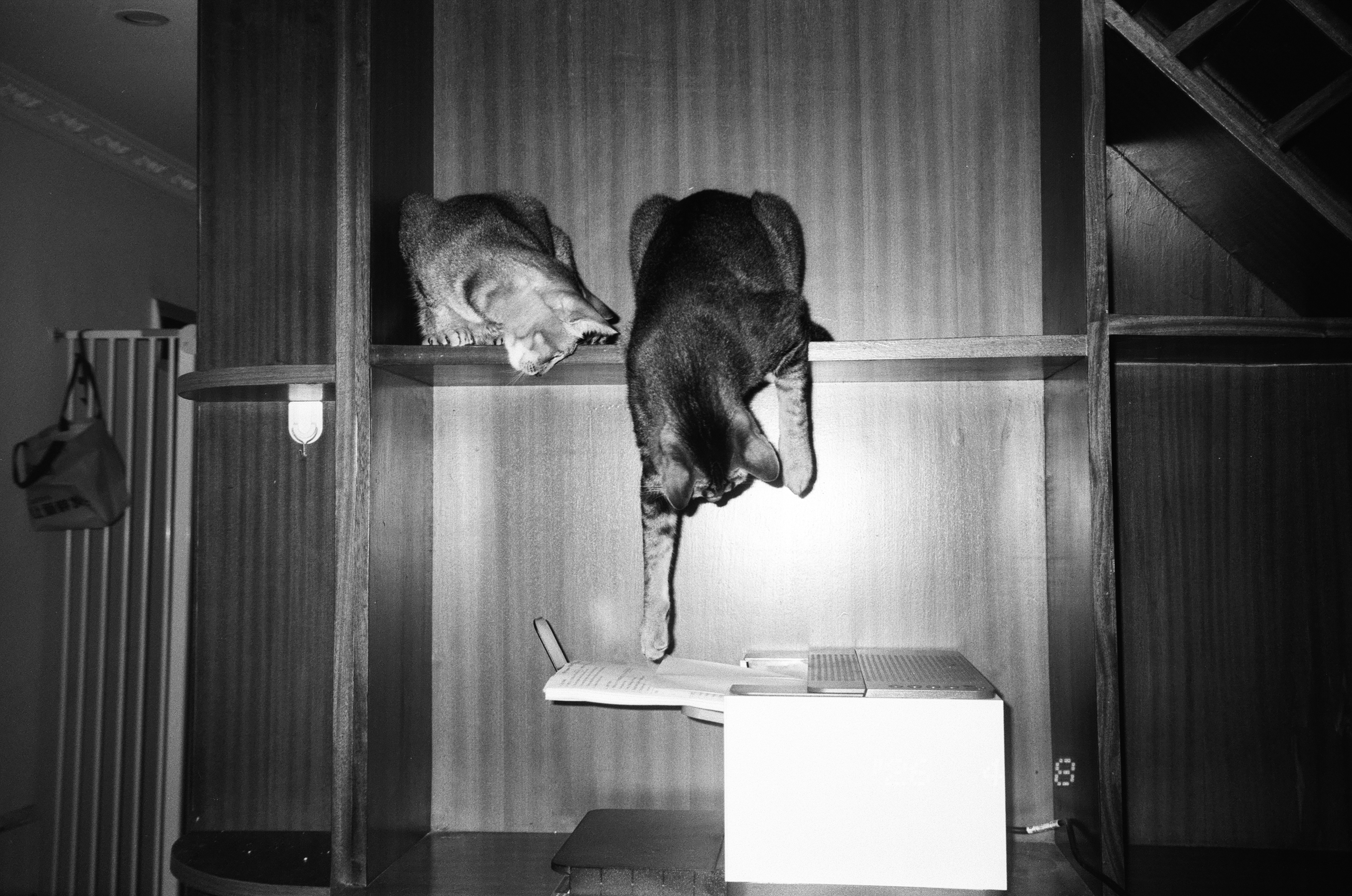 Cats on a bookshelf: midnight climbers in a monochrome study