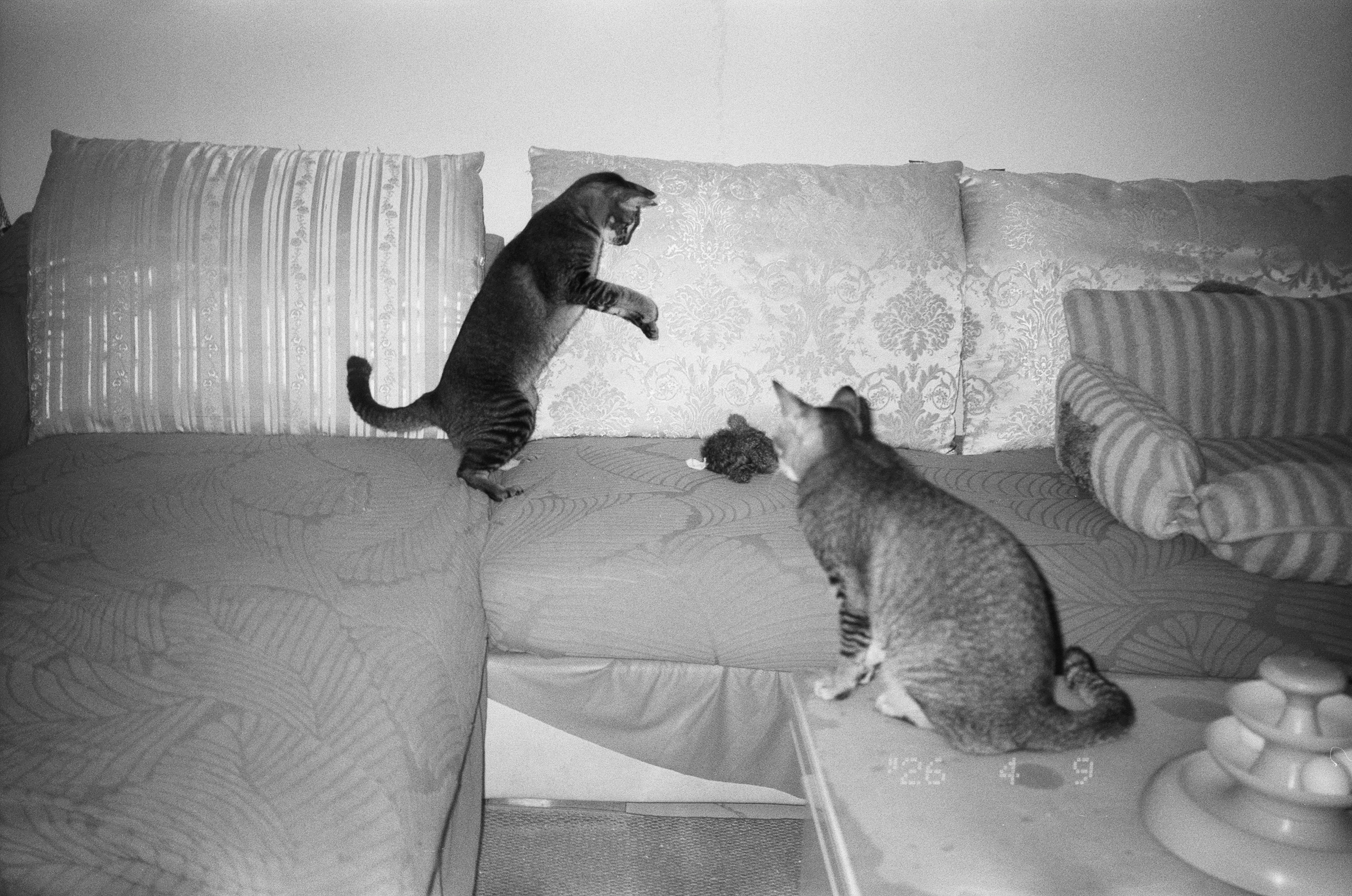 Cat Showdown on the Couch: A Tiny Skirmish in Monochrome