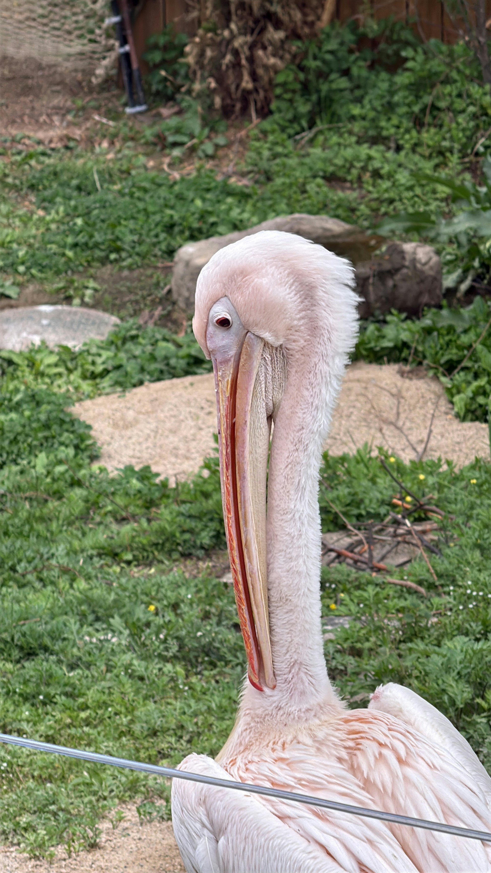 Graceful Pink Heron: Portrait of a Long-Necked Seeker
