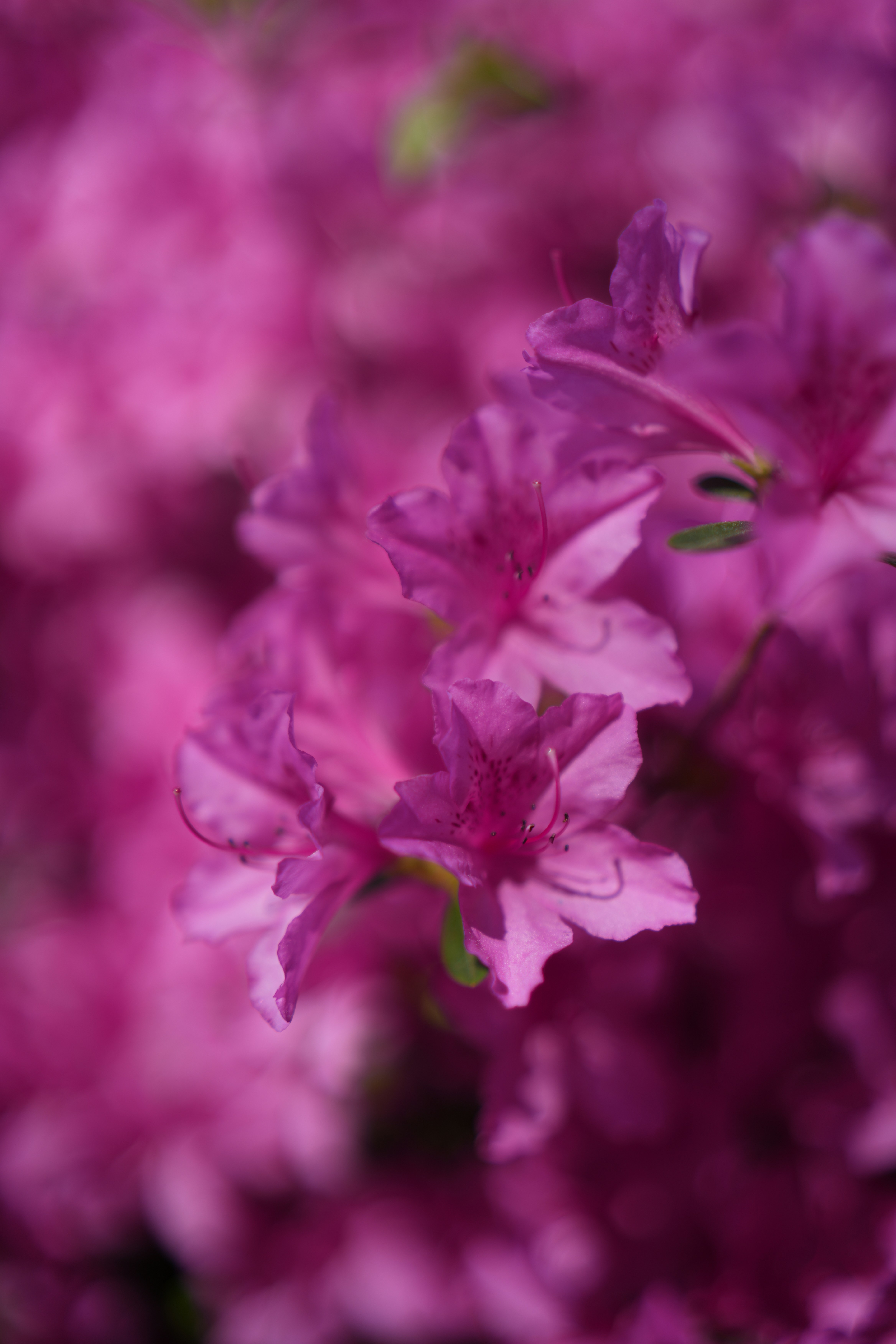Pink Azalea cluster blooming in soft-focus garden glow