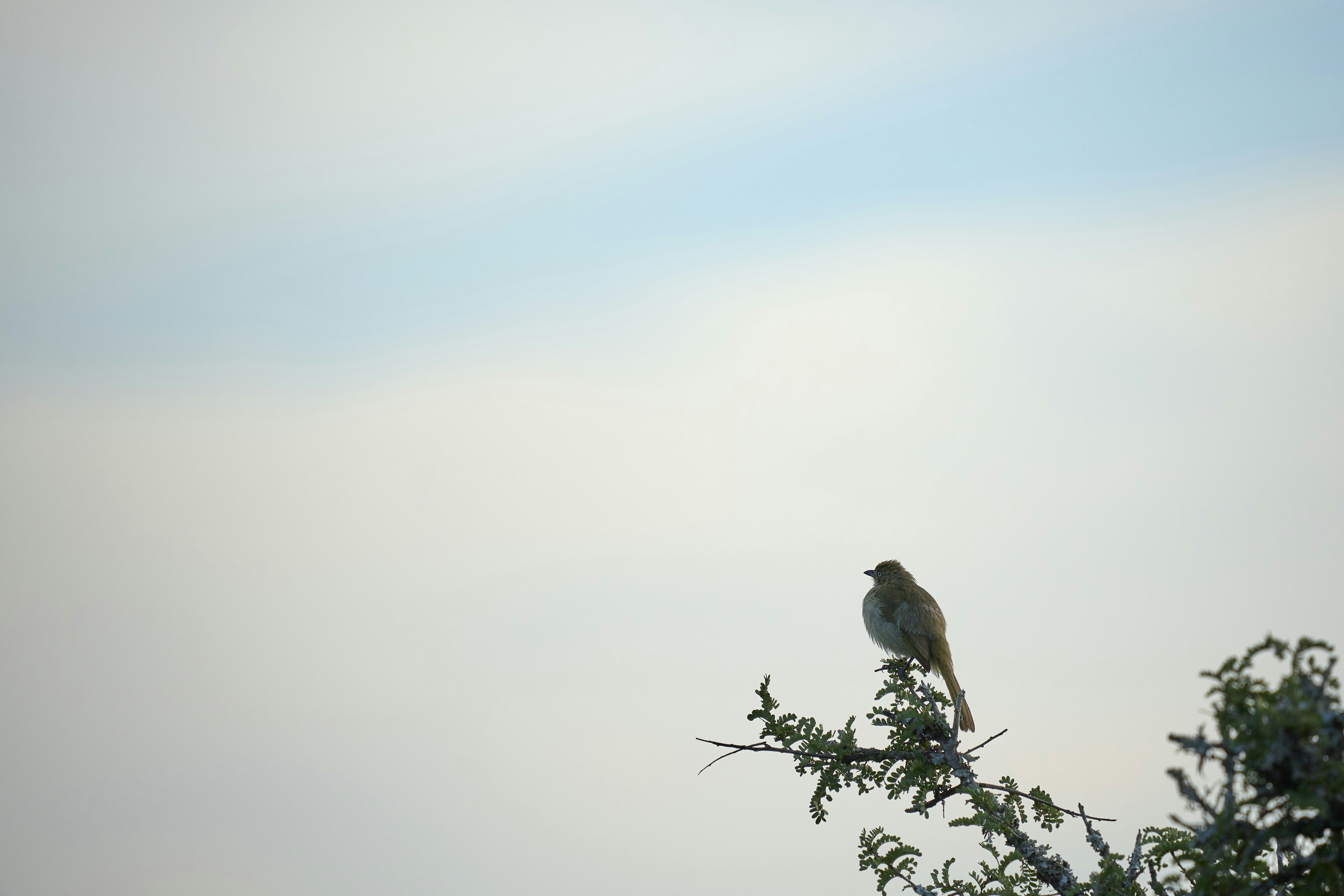 Perched Silence: A lone bird against a pale sky