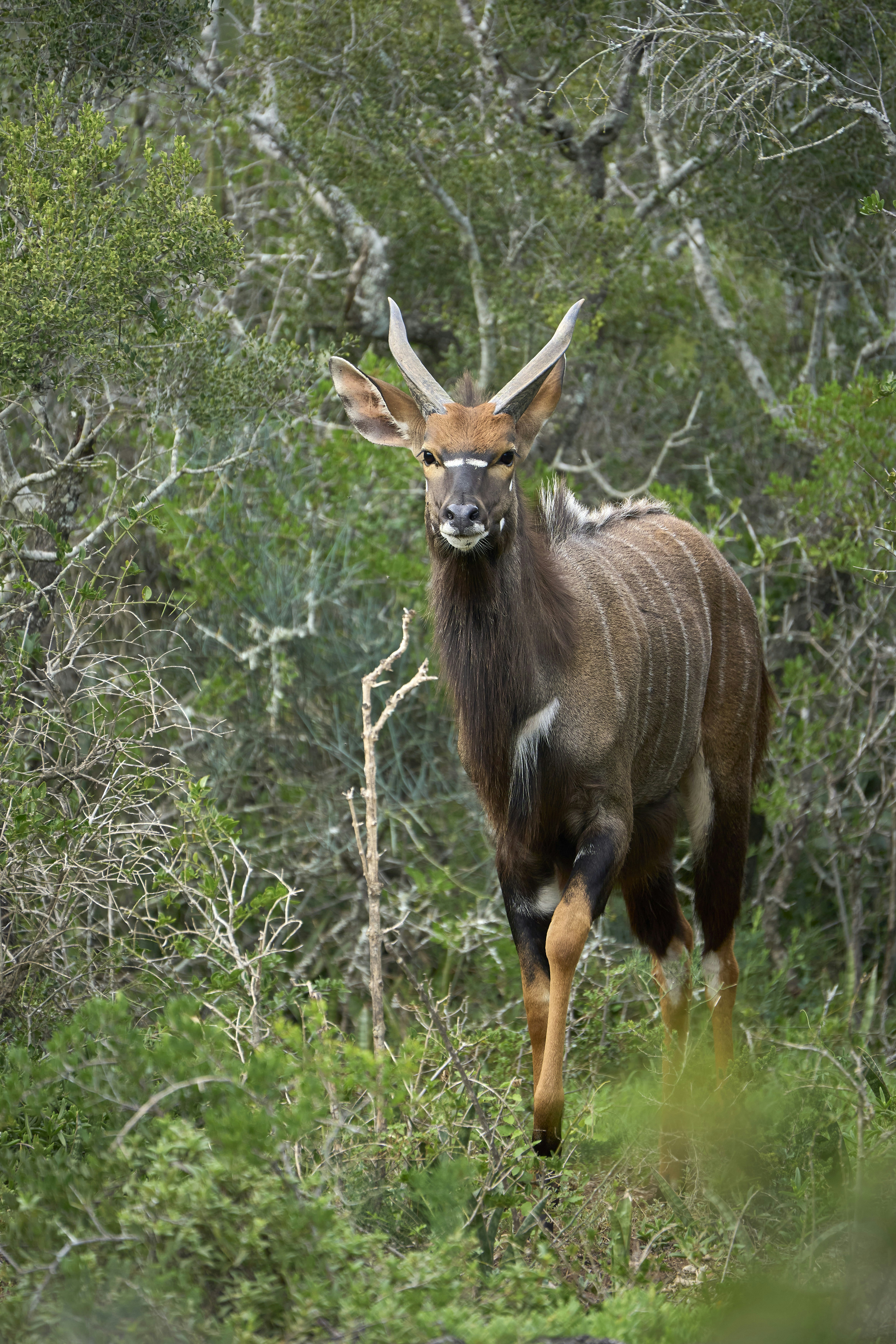 Graceful Antelope at Dawn: Amid Dense Greenery