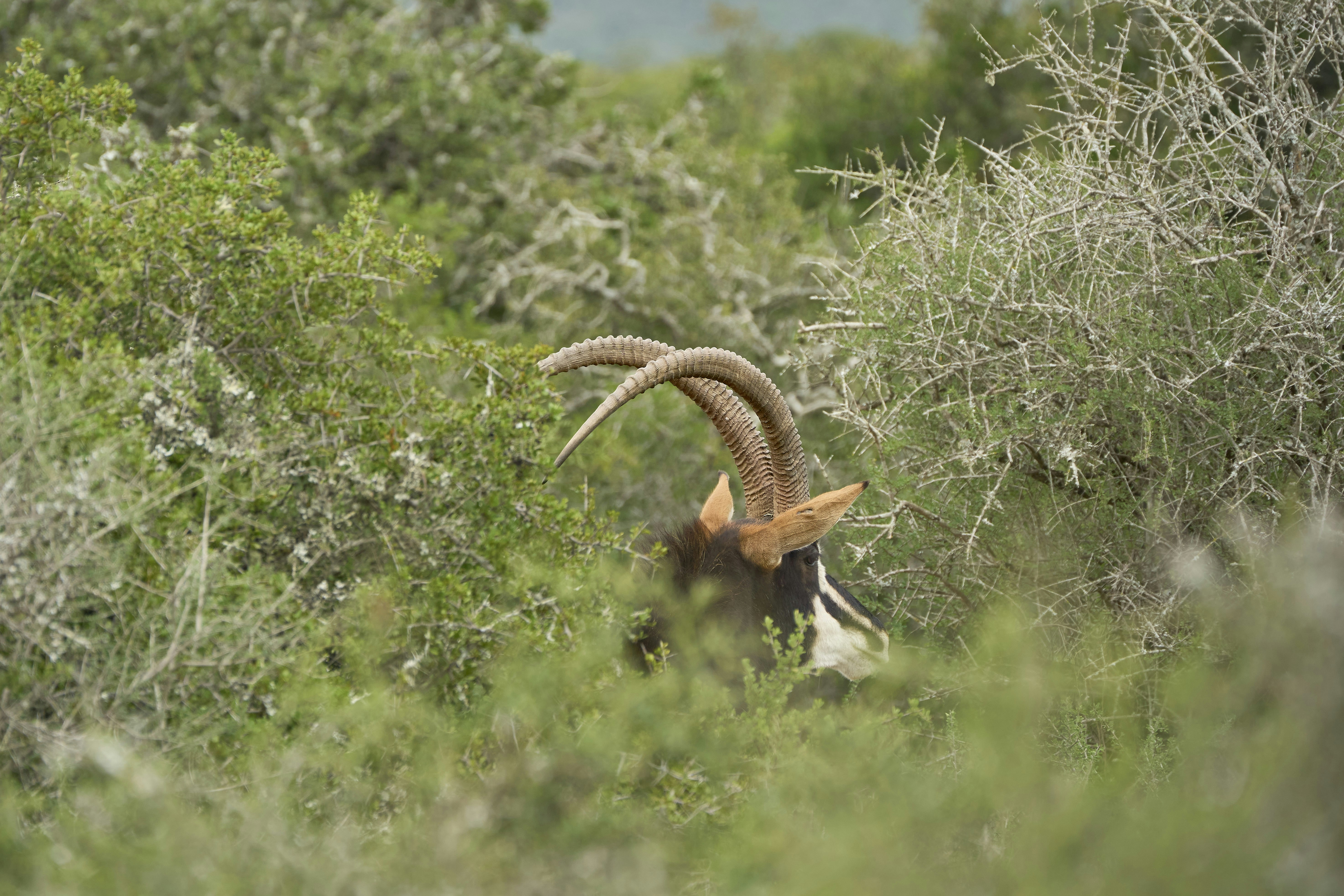 Ramshorn Emergence: A Lone Ibex Cresting the Bushscape