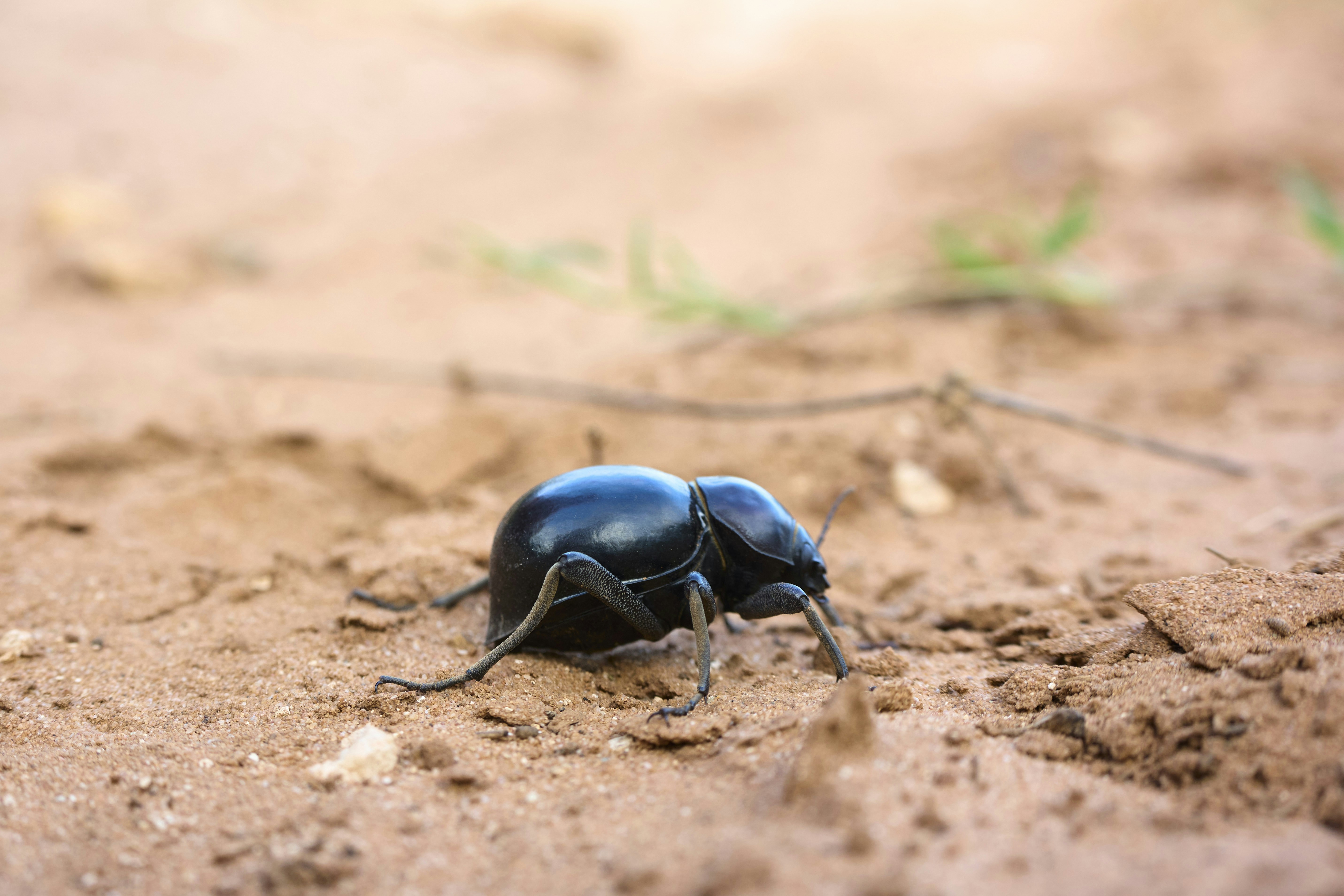 Emerald-Blue Ground Beetle Carving a Trail Through Red Sand