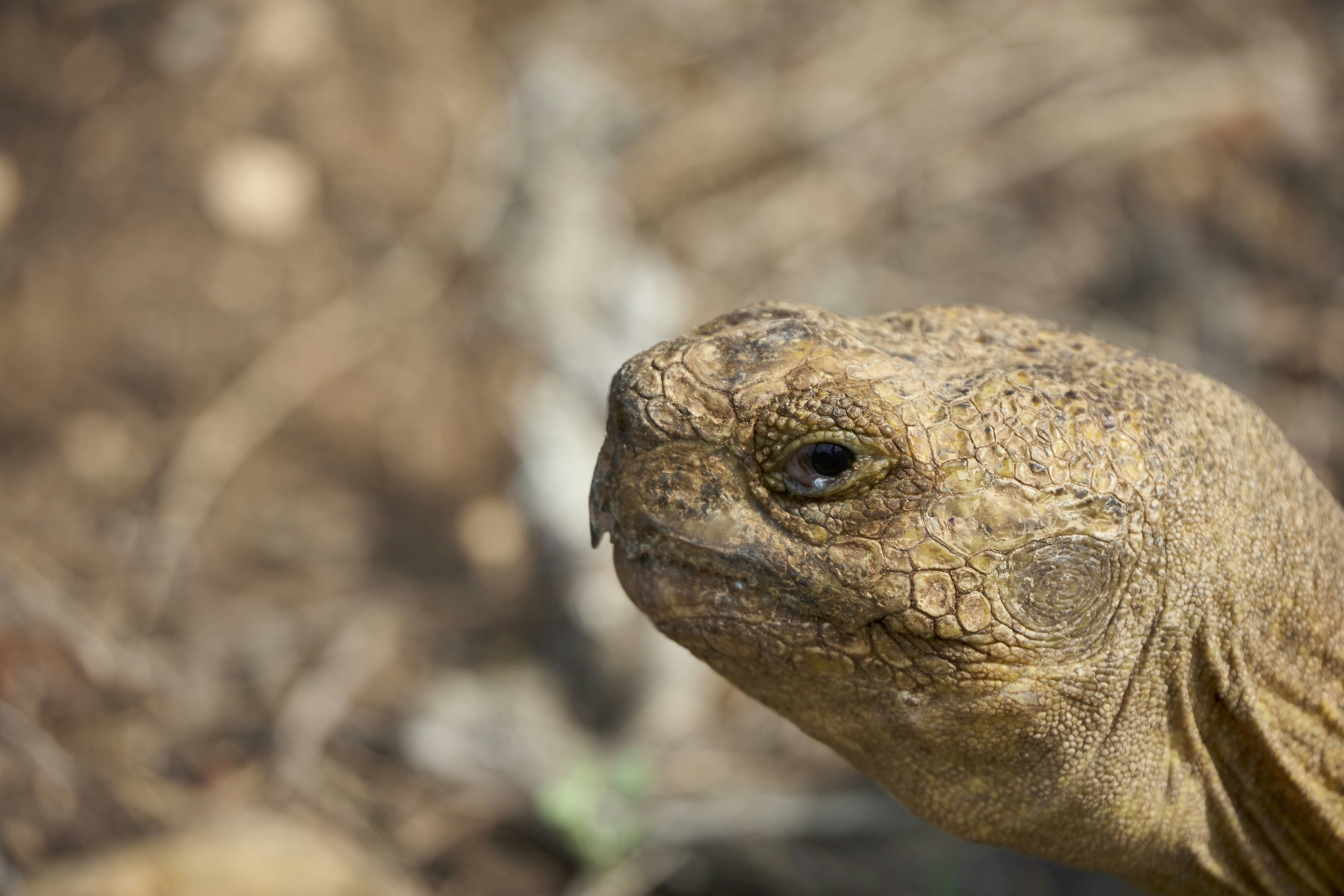Close-Up of a Desert Tegu's Eye and Sand-Textured Skin