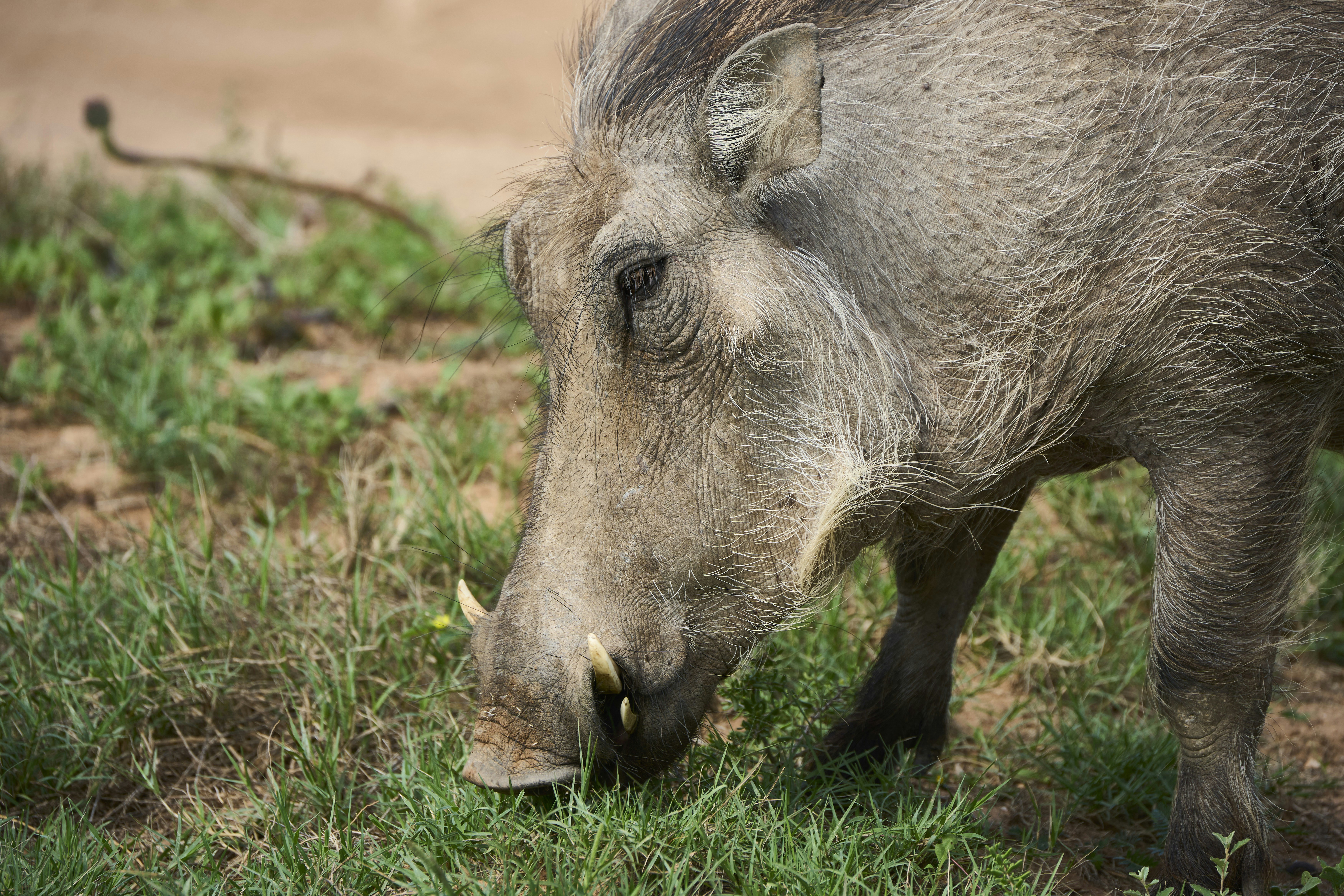 Close-up of a grazing warthog: rugged texture and weathered tusks