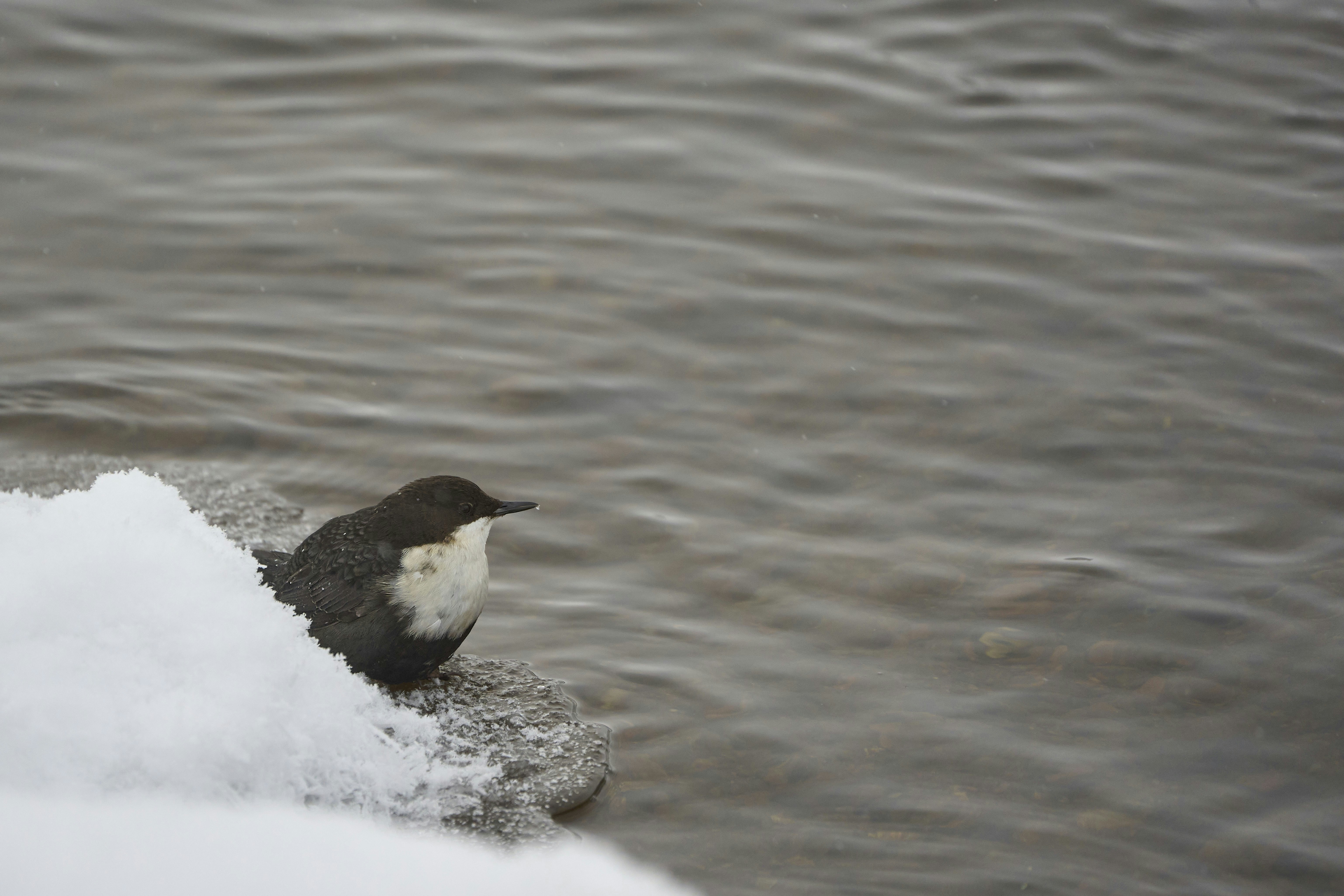 Shoreline Awakening: A Black-and-White Bird Emerges from Ice
