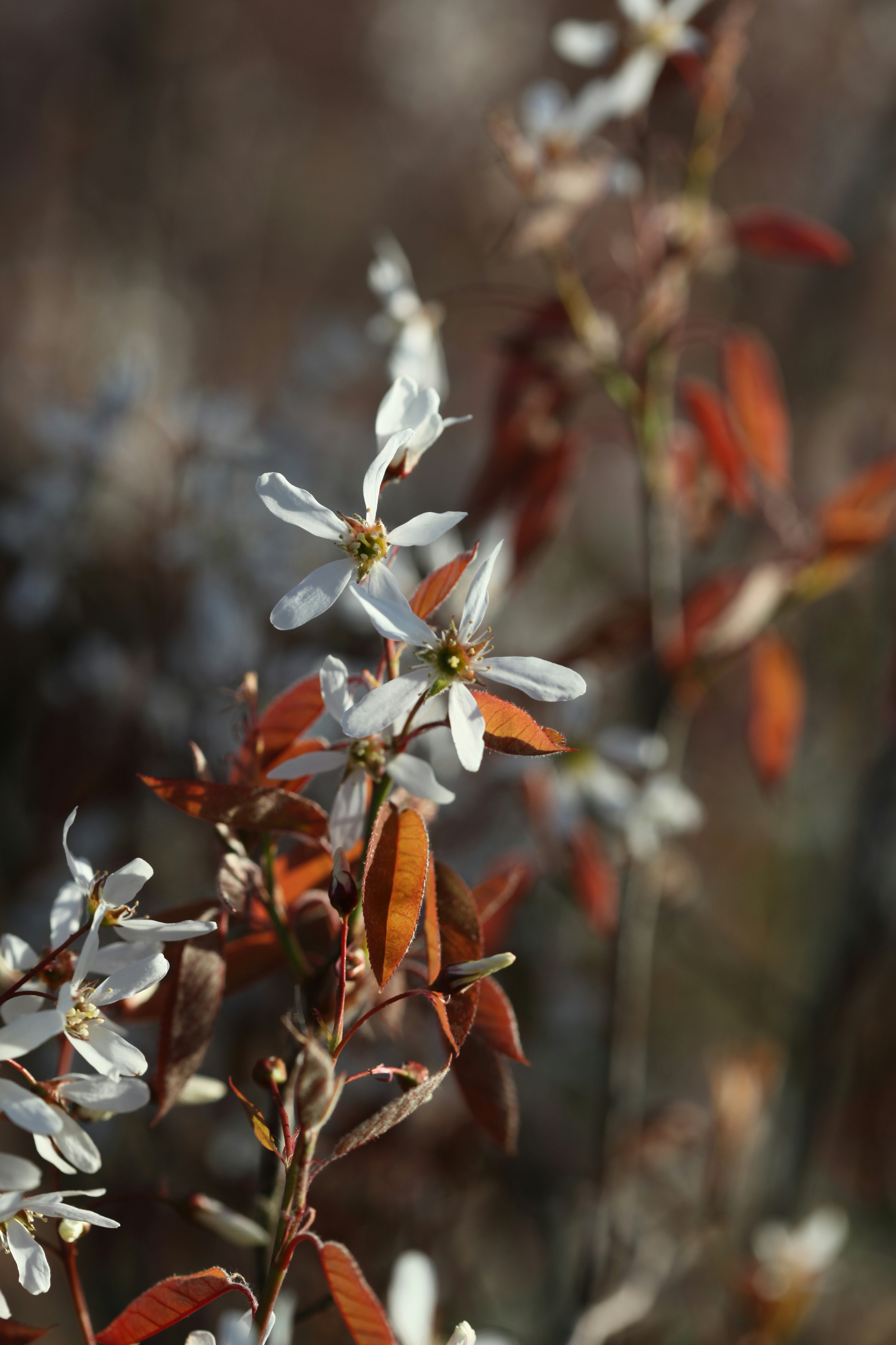 Whispering Petals: White Blossoms among Rust-Red Leaves