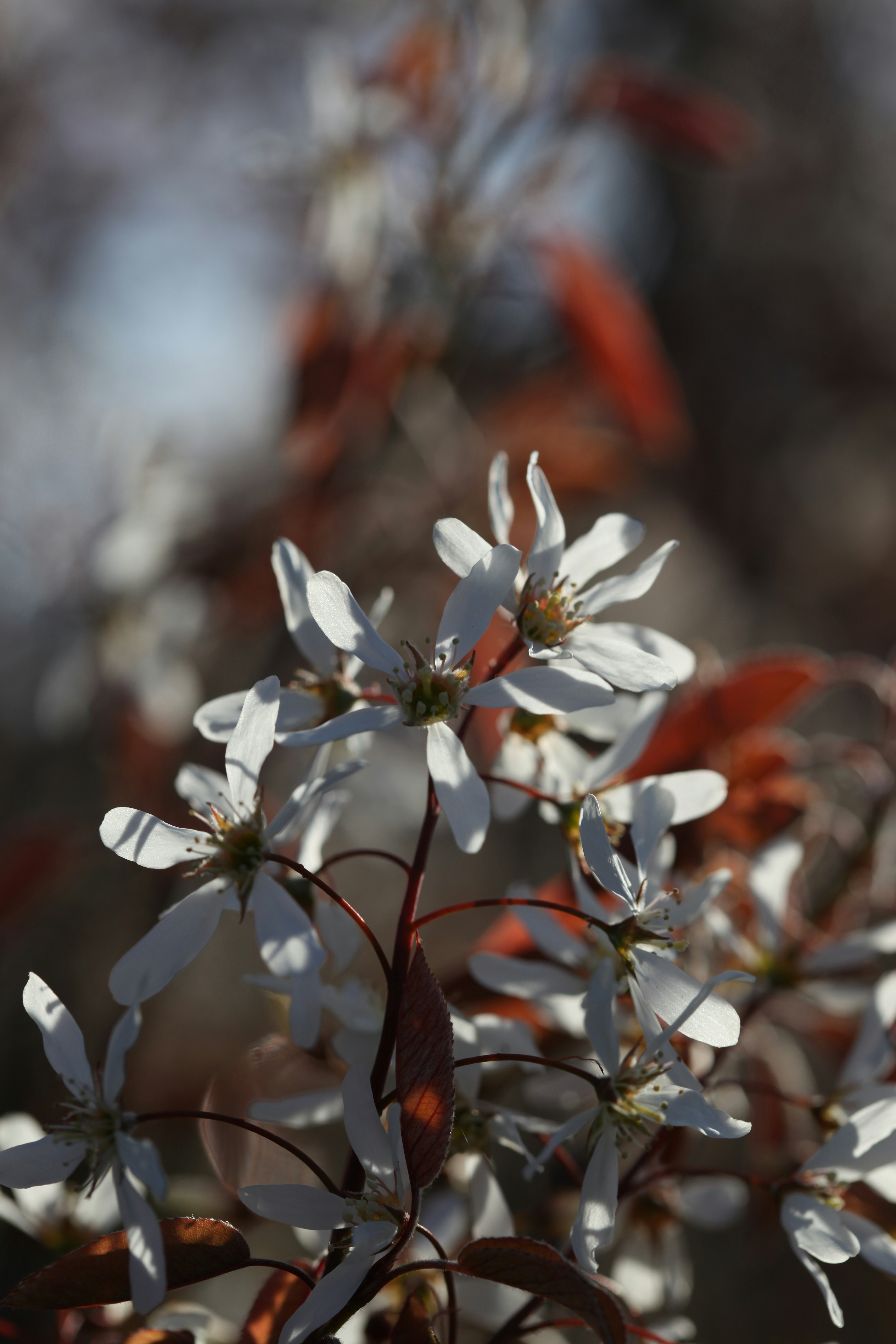 Snow-white blossoms amid autumn’s amber tendrils