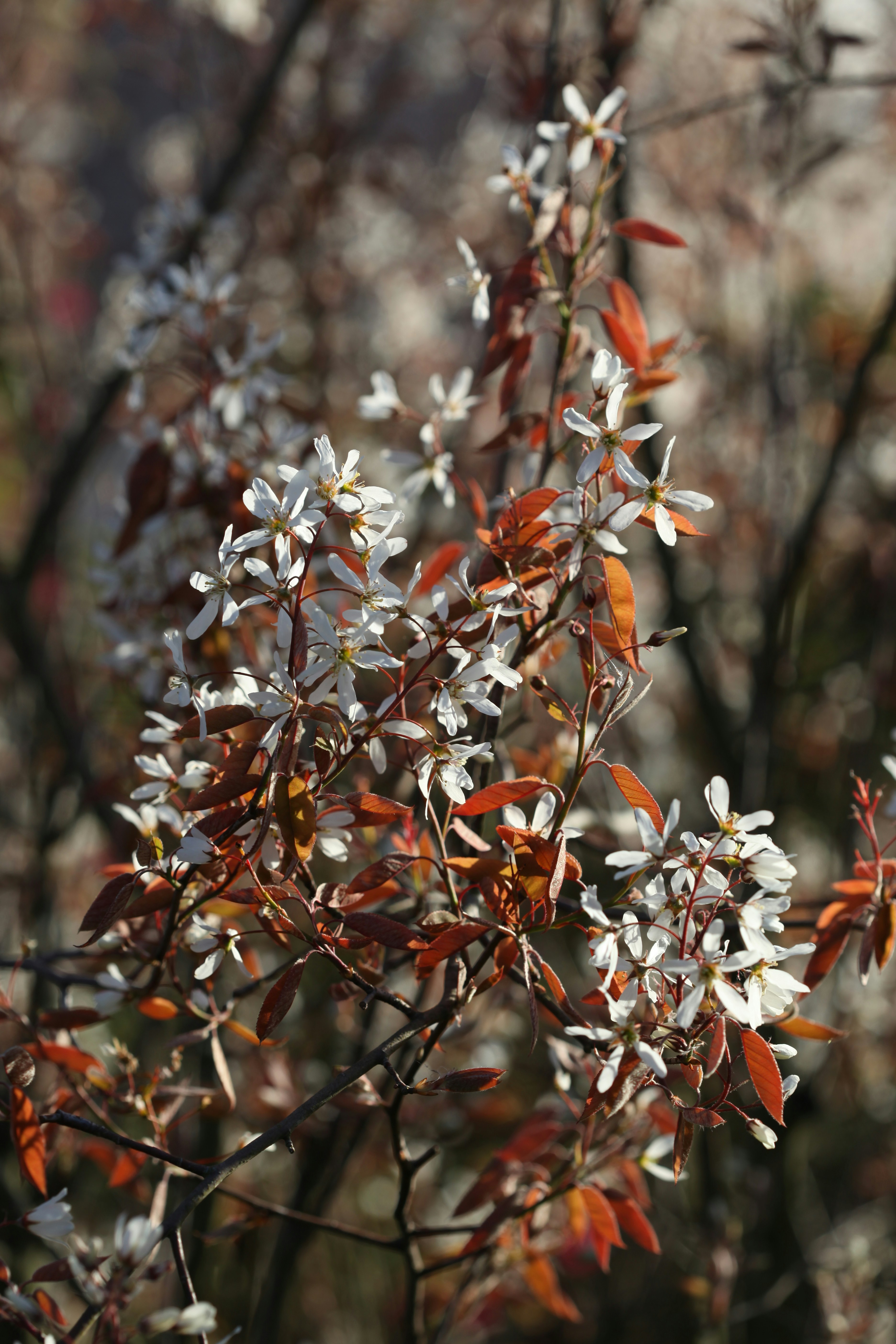 White blossoms unite against a warm autumn tapestry