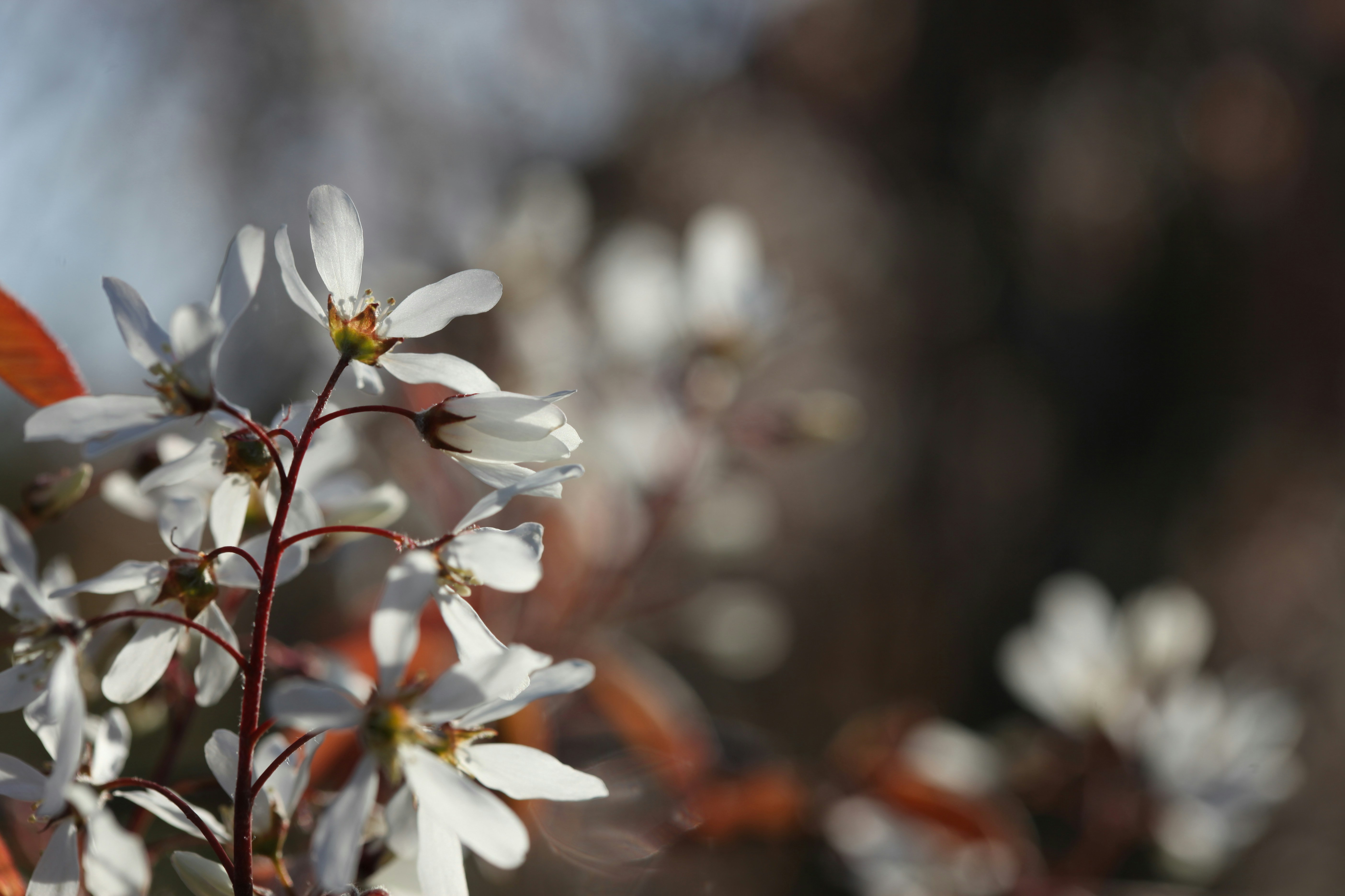 White blossoms in a soft spring blur