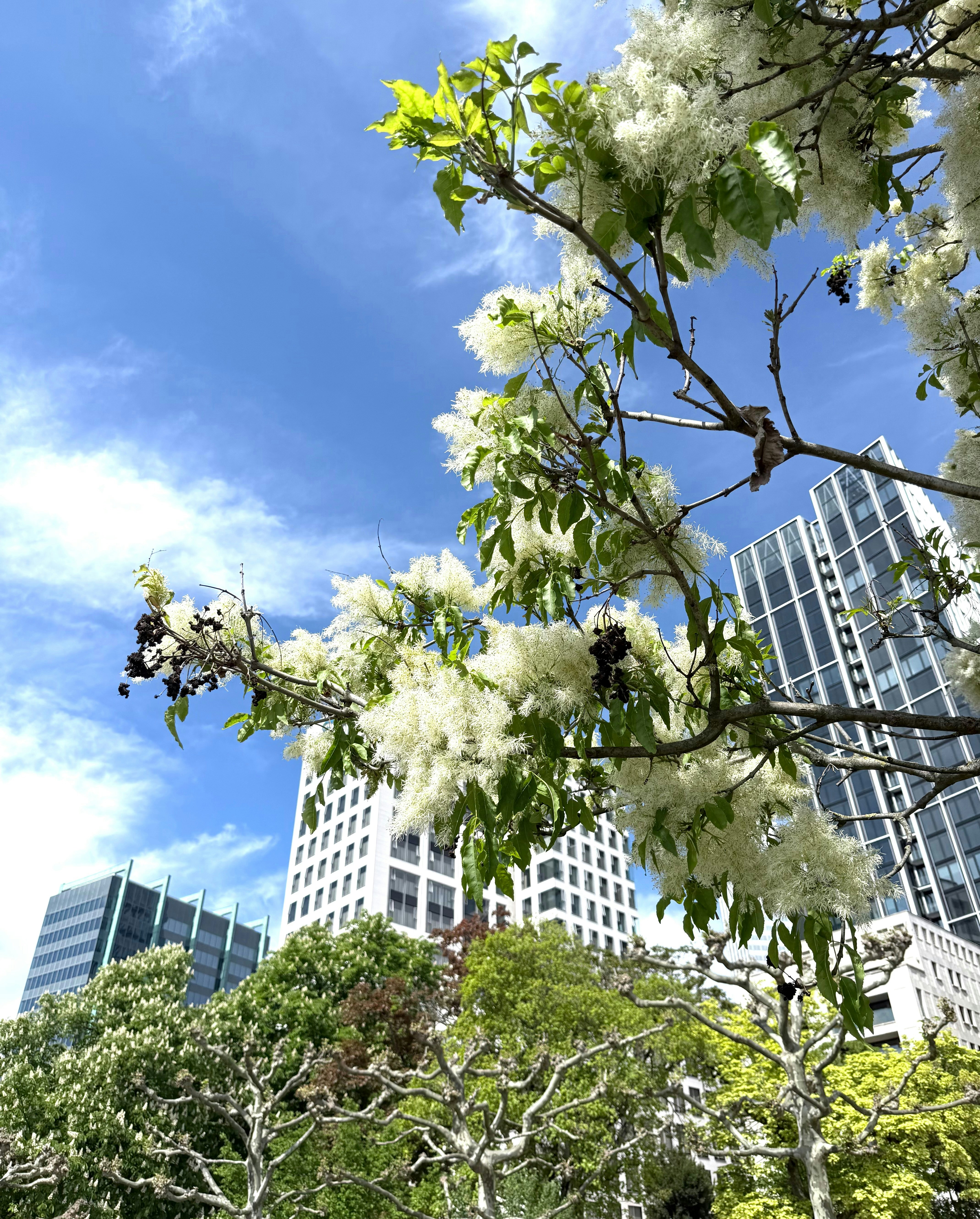 White-flowered canopy above a cityscape