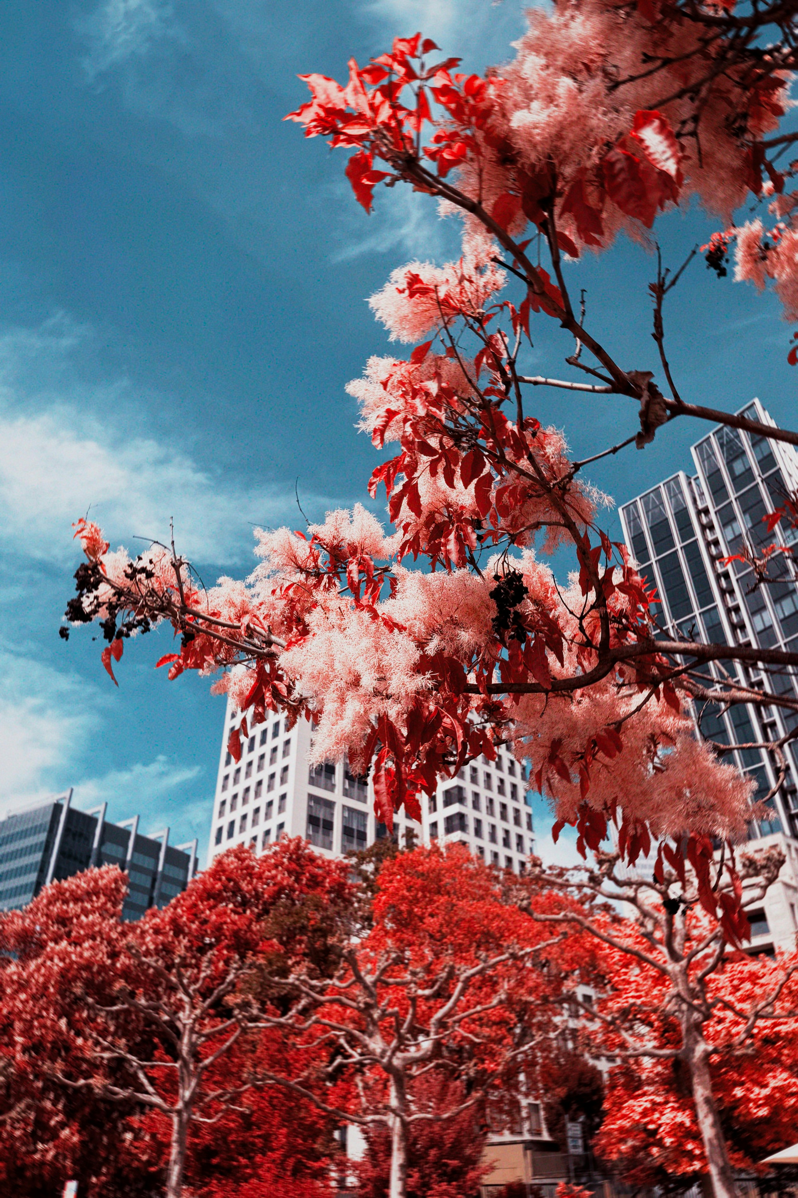 Crimson Canopy Over Urban Geometry