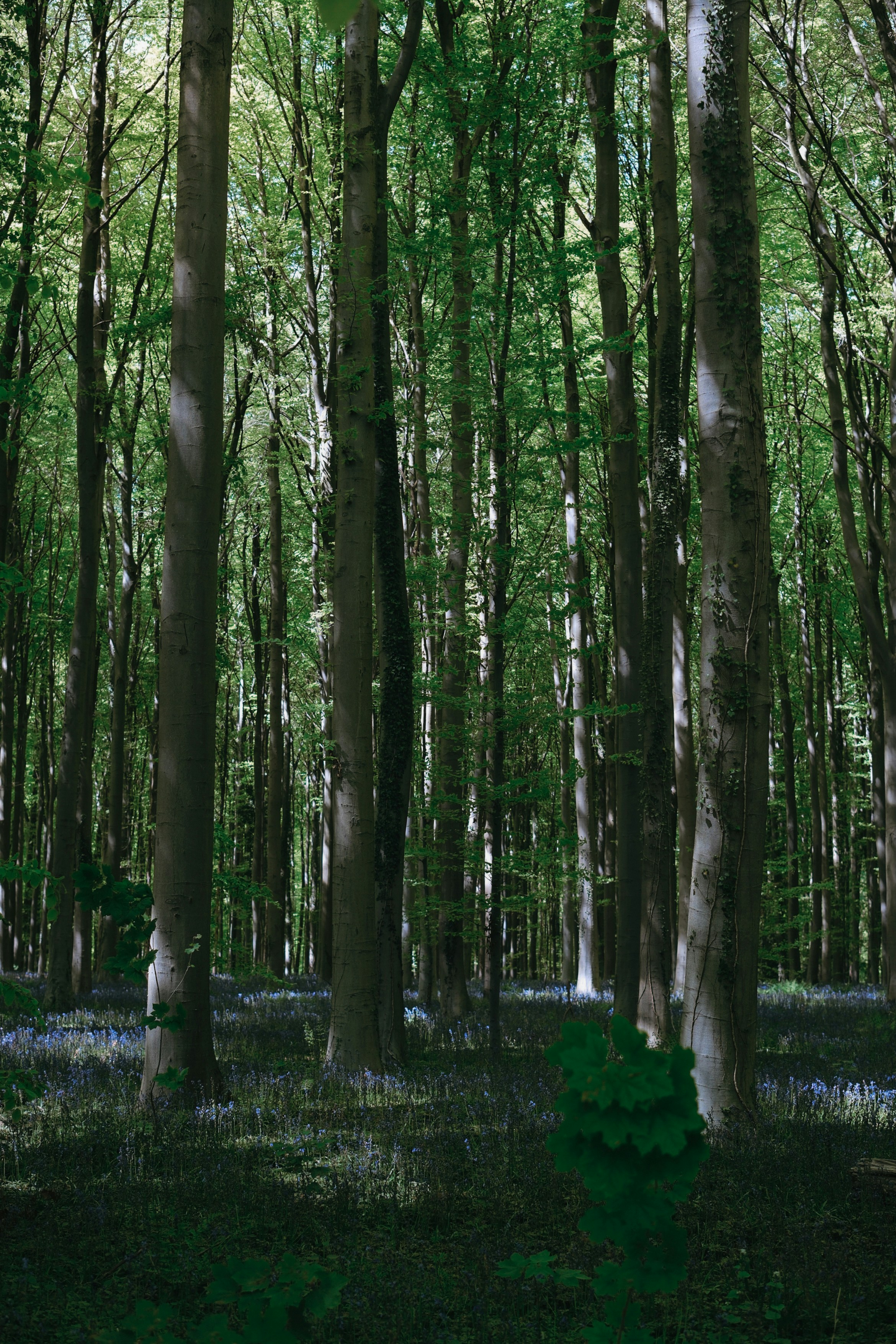 Emerald Cathedral: Light Filtering Through a Birch Forest