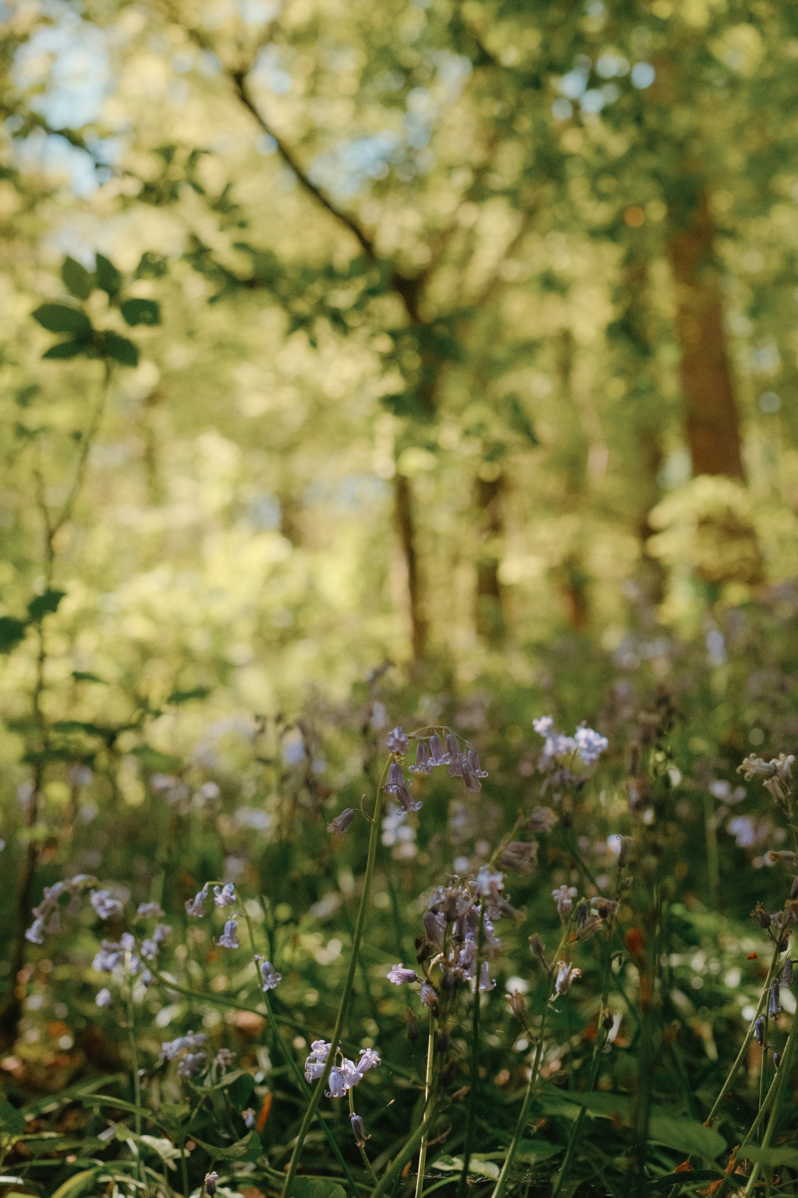Whispering Wildflowers Under a Sunlit Canopy