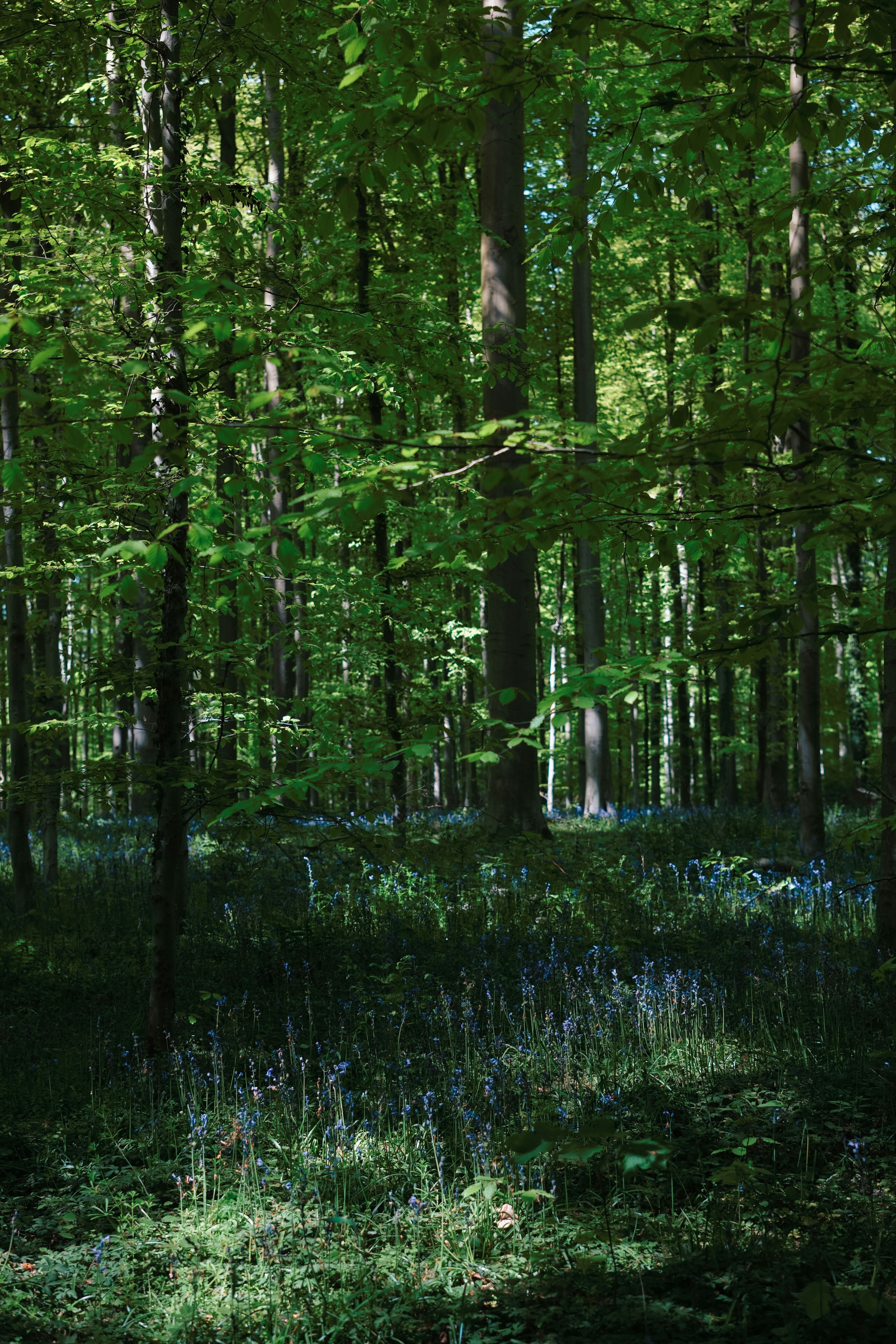 Sunlit Understory: Dappled Light Through a Quiet Forest Clearing