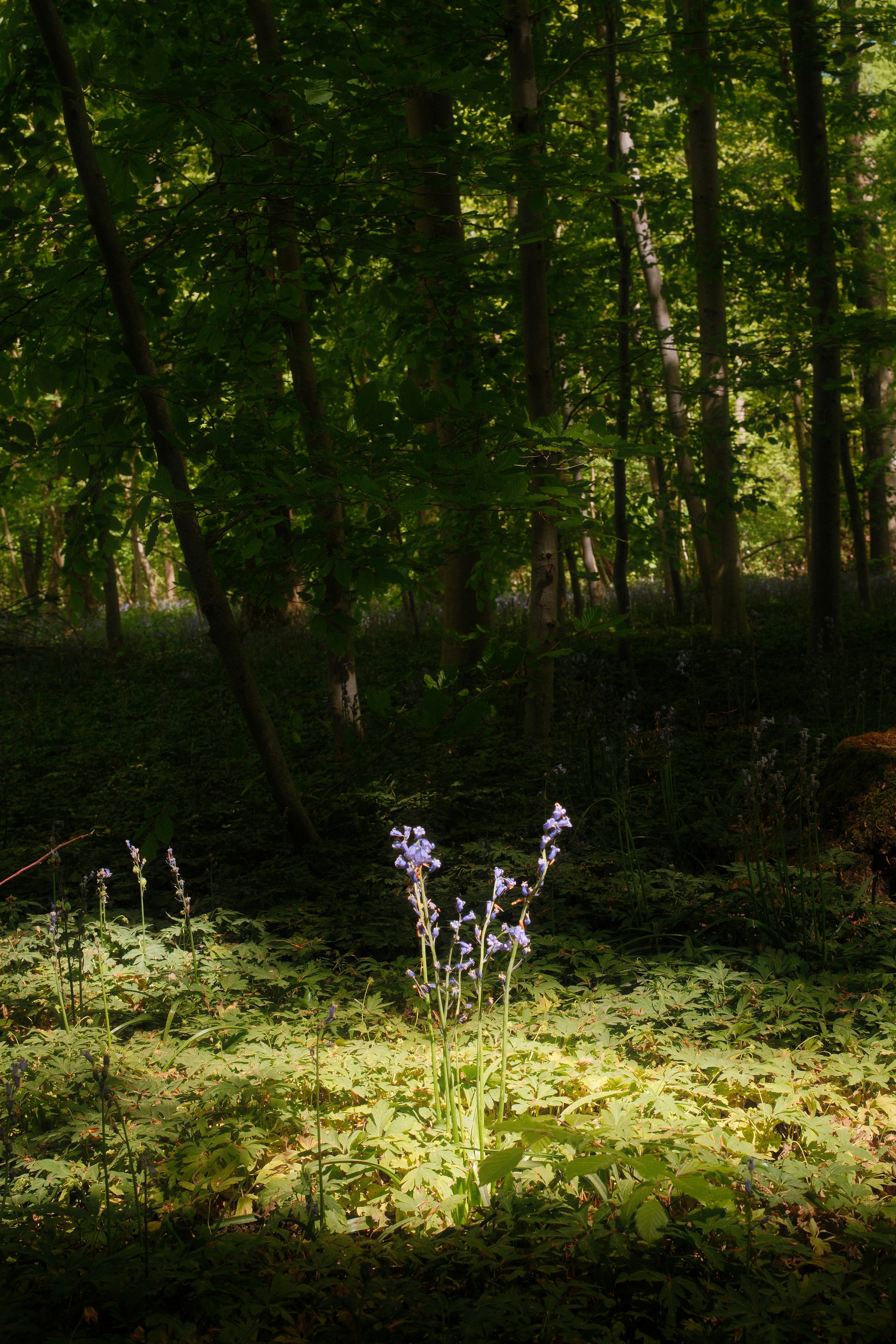 A Meadow Spotlight: Delicate Blue Blooms in a Forest Clearing
