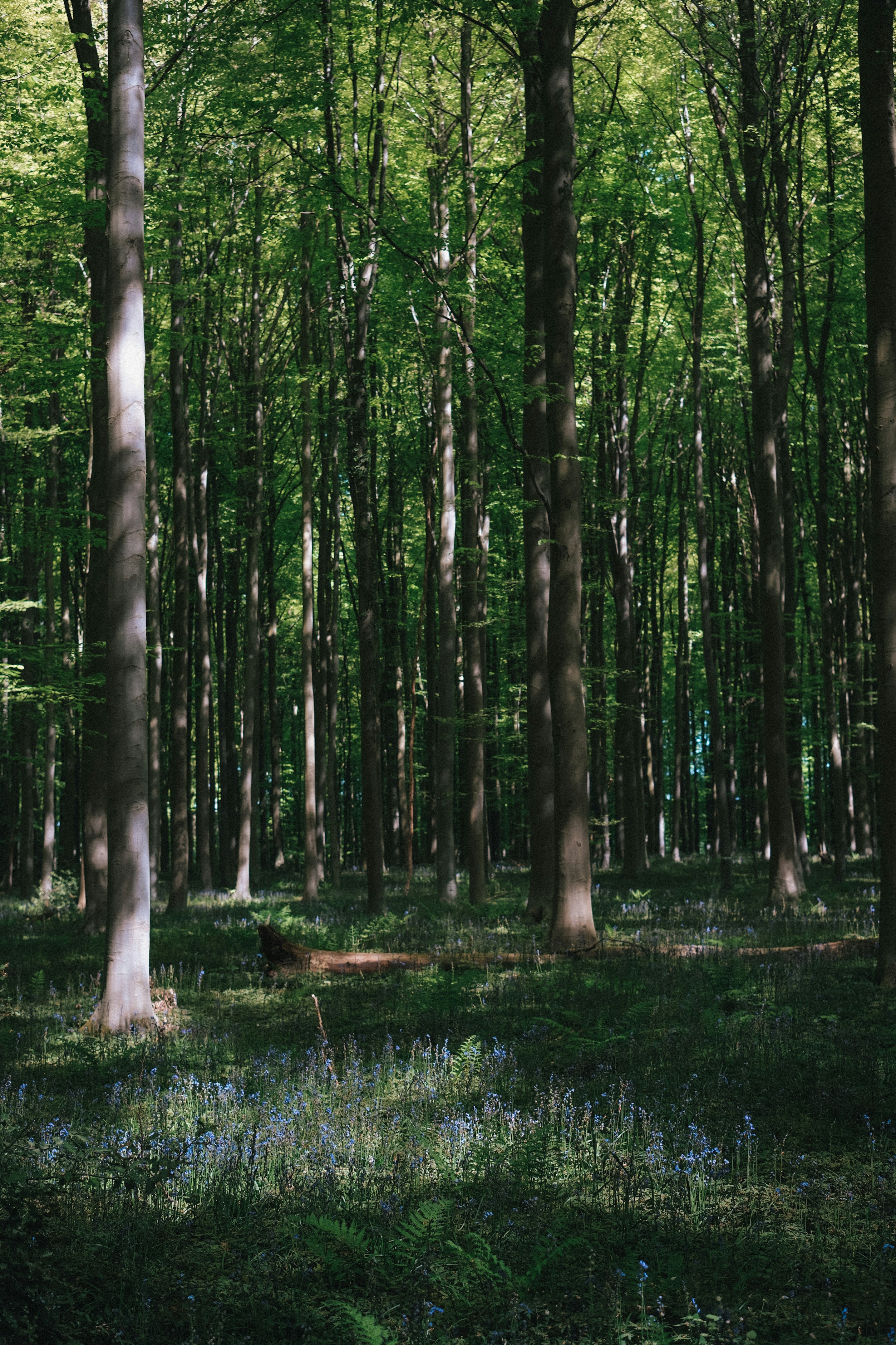 Emerald Trunk Corridor: Sunlit Forest Beyond the Fern Meadow