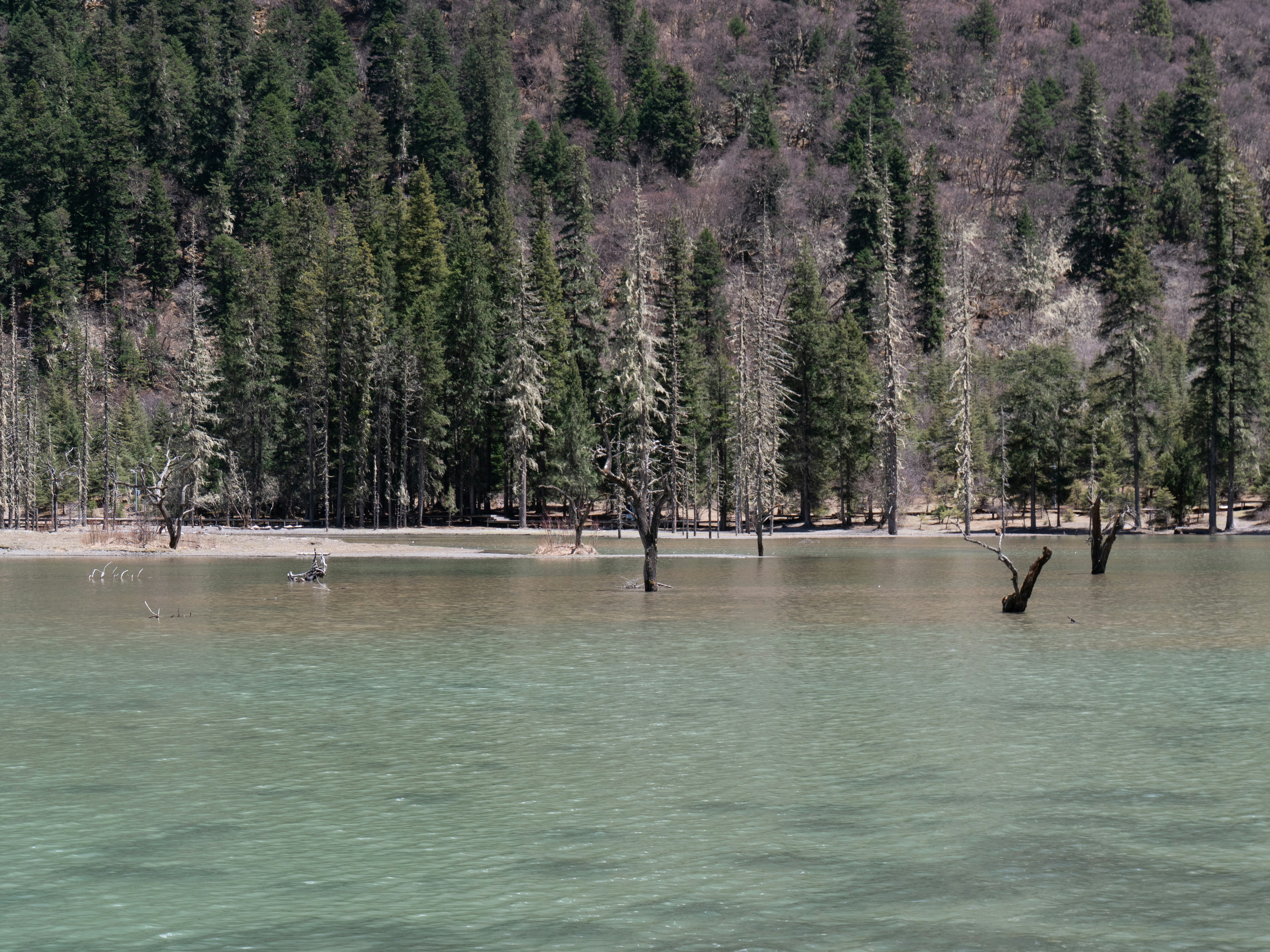 Still Waters at the Conifer Shore