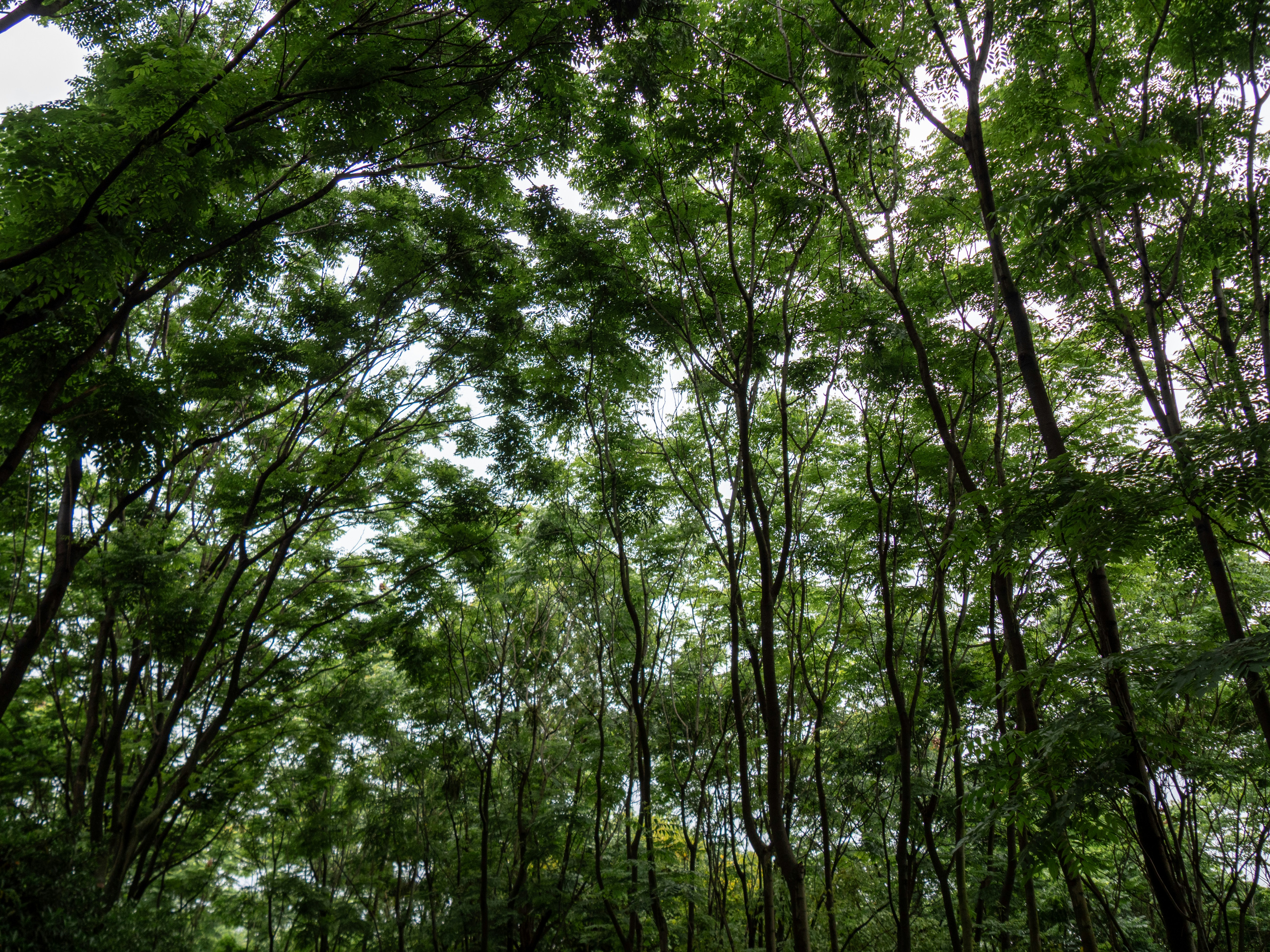 Canopy Convergence: Light Filter Through a Verdant Roof